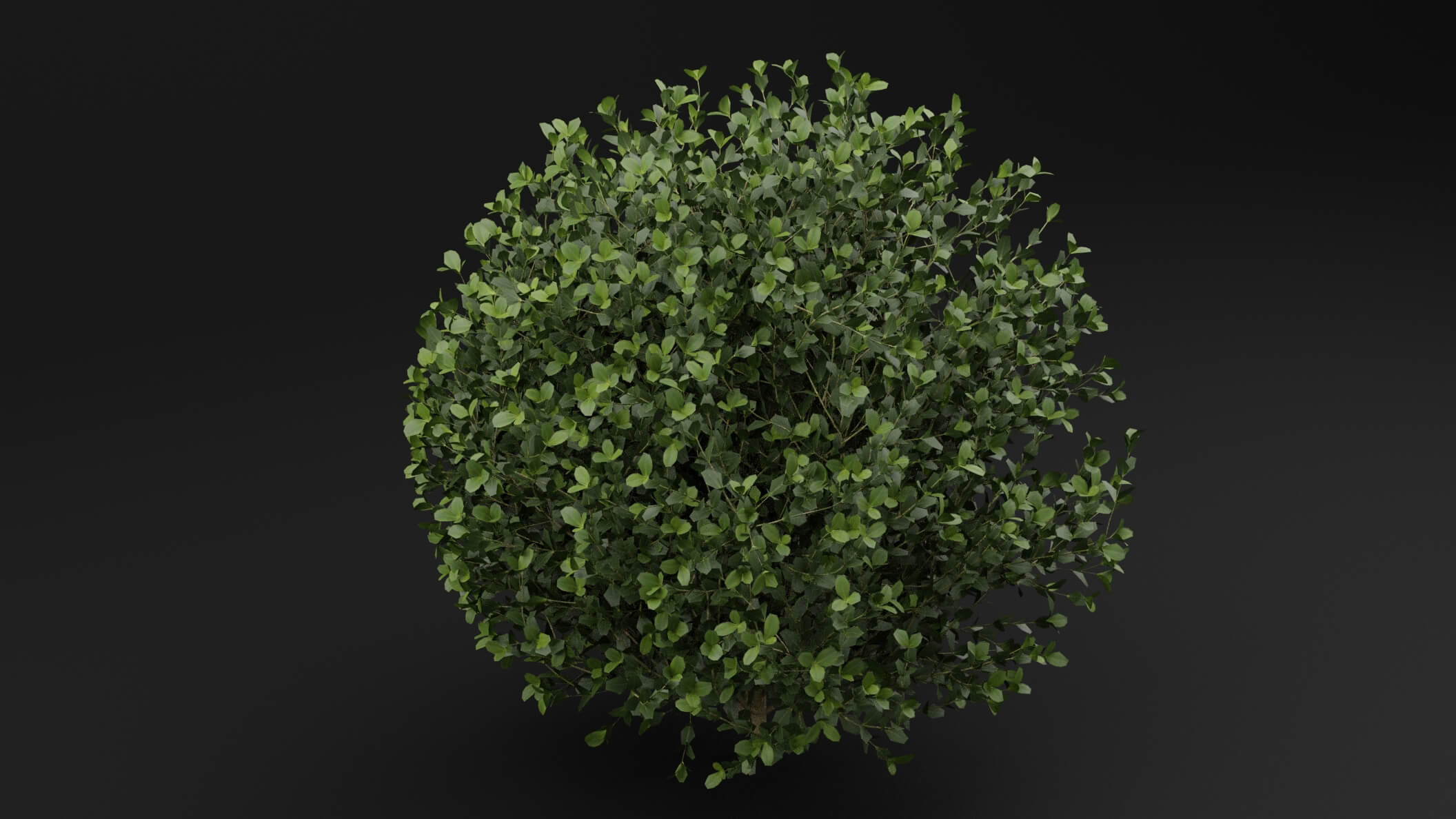 Buxus Sempervirens Plant - 3D Model by Green Lander