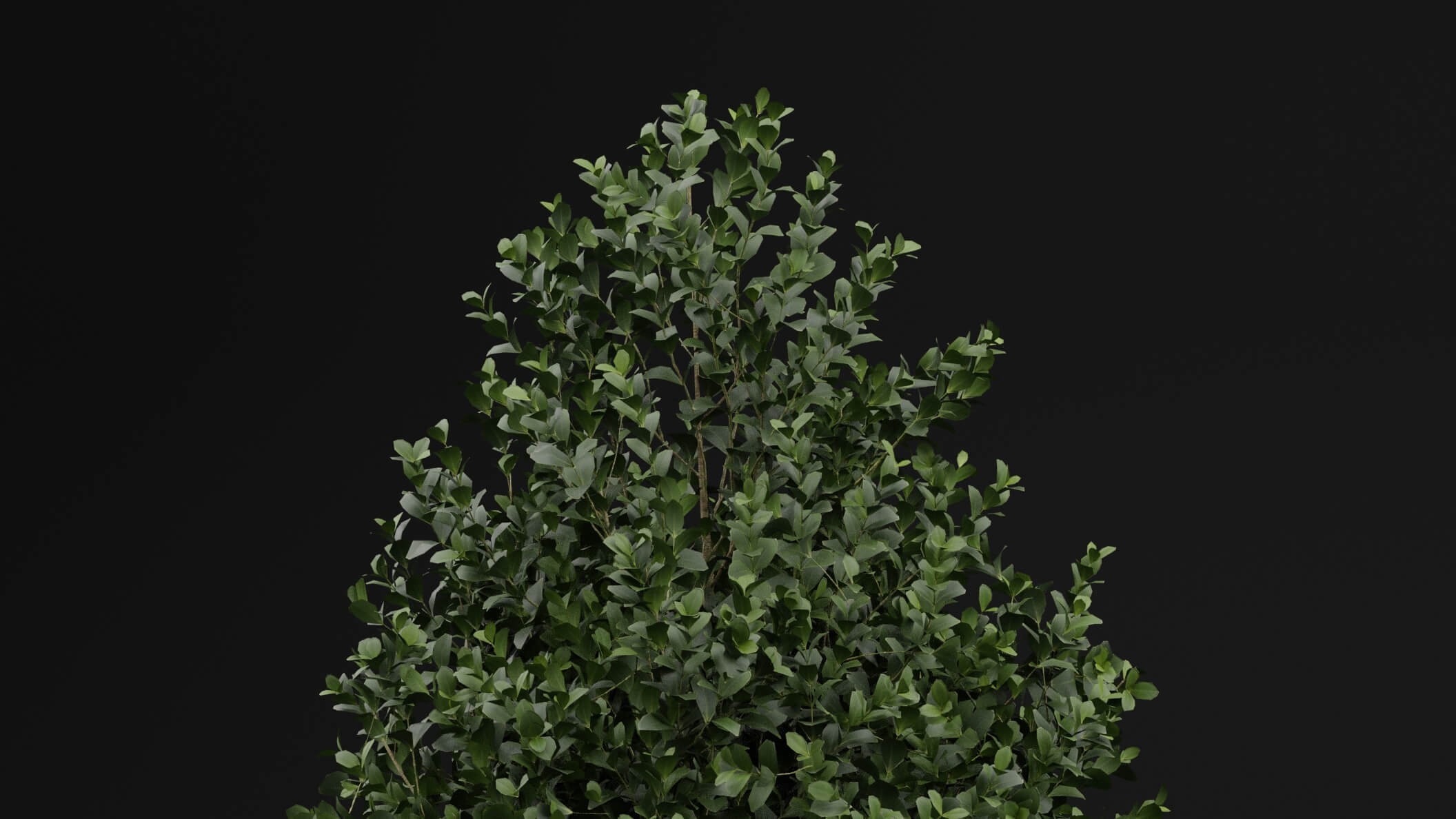 Buxus Sempervirens Plant - 3D Model by Green Lander