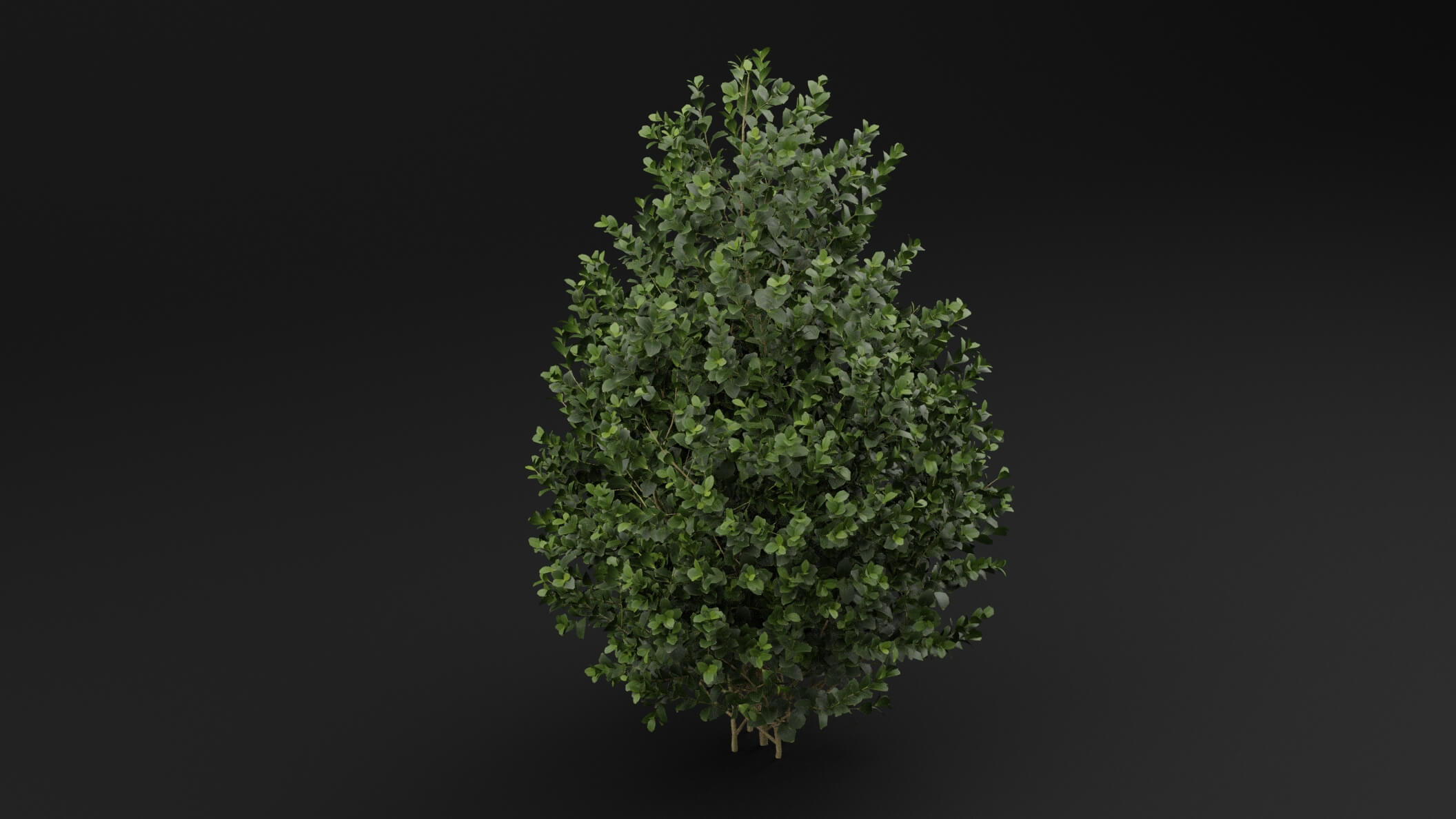 Buxus Sempervirens Plant - 3D Model by Green Lander