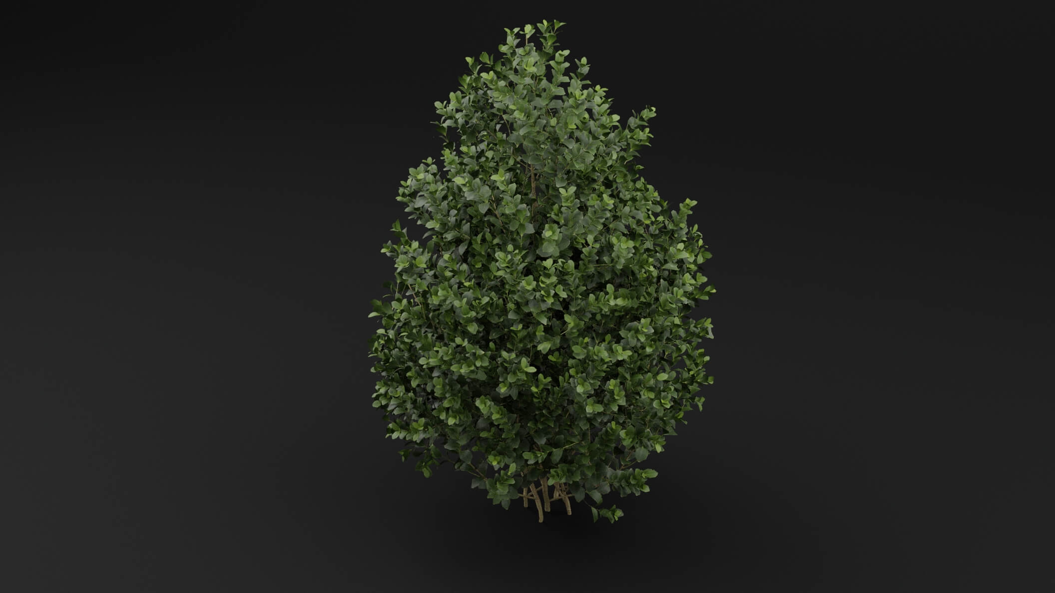 Buxus Sempervirens Plant - 3D Model by Green Lander