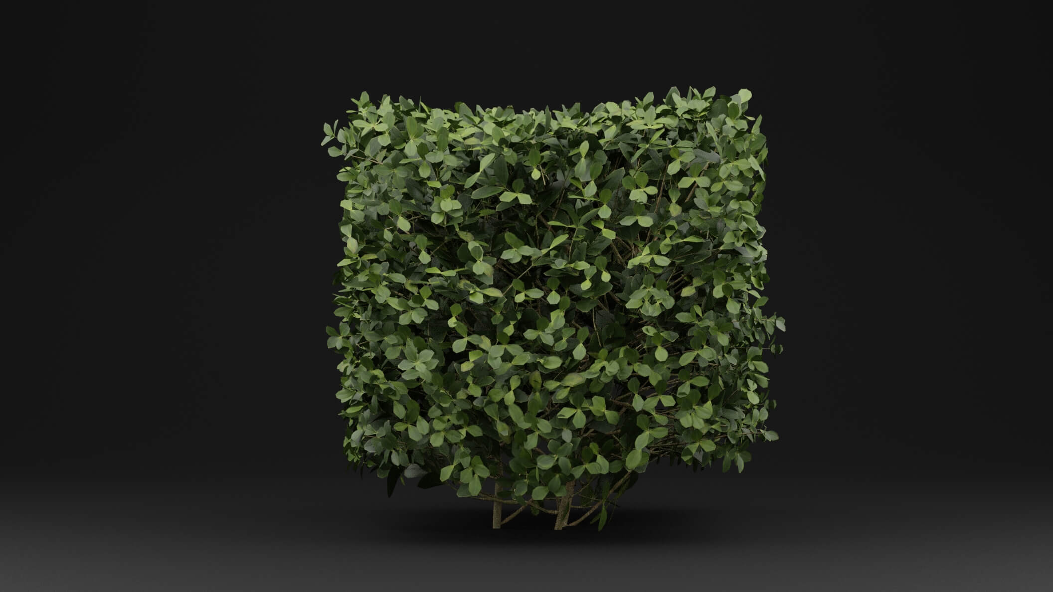 Buxus Sempervirens Plant - 3D Model by Green Lander
