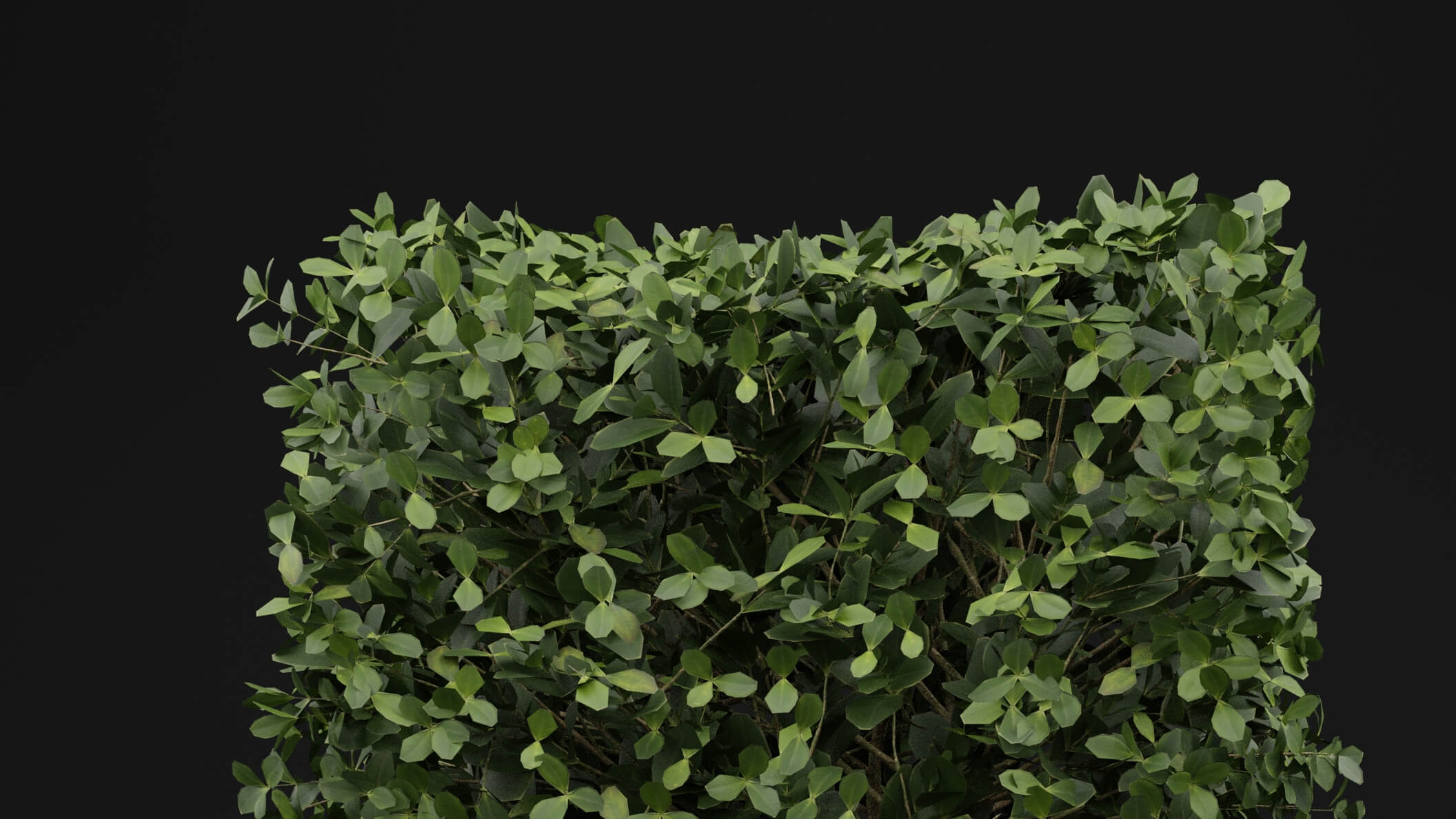 Buxus Sempervirens Plant - 3D Model by Green Lander