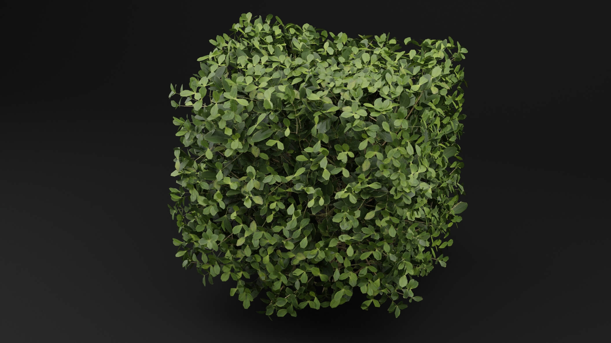 Buxus Sempervirens Plant - 3D Model by Green Lander