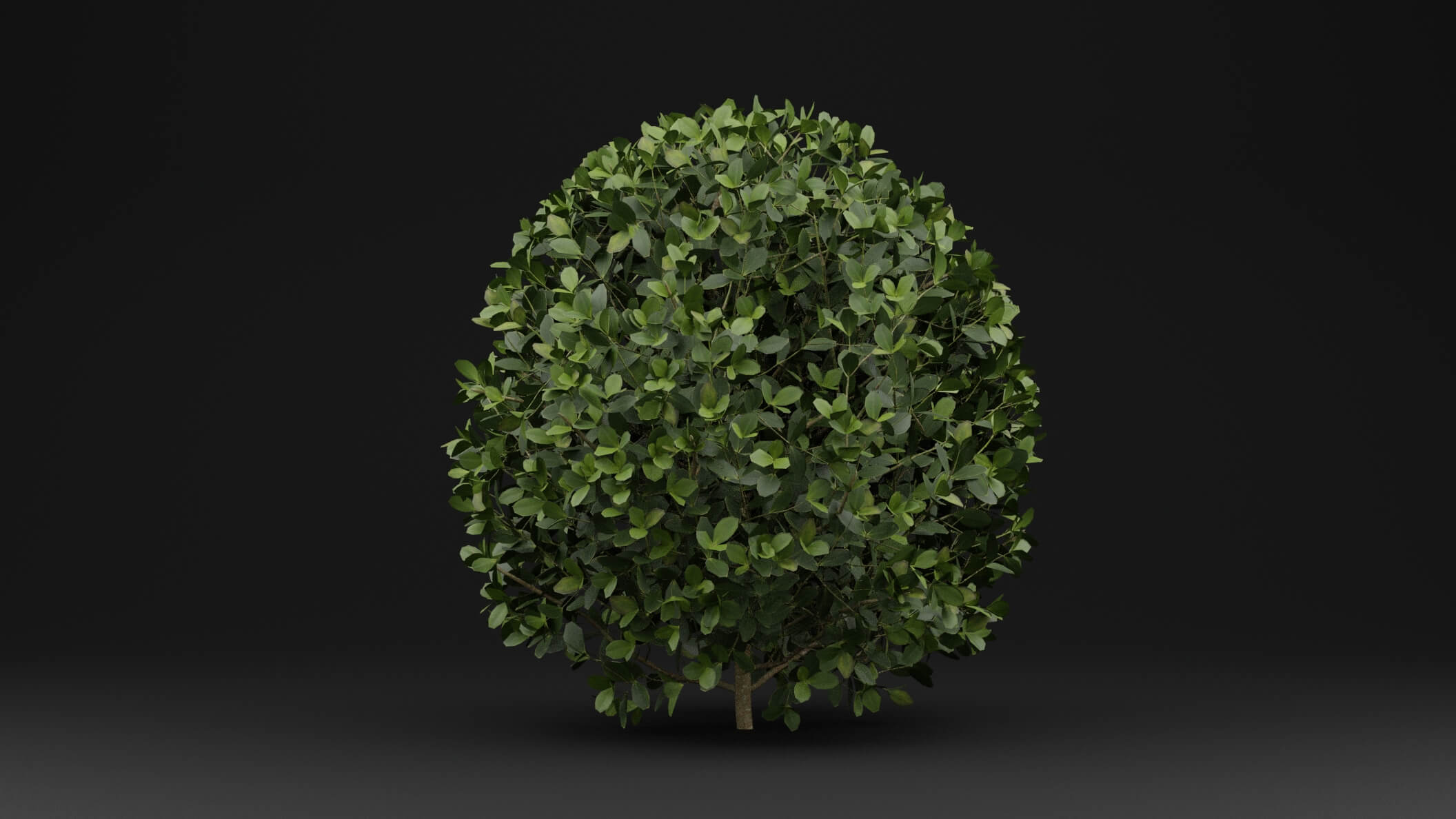 Buxus Sempervirens Plant - 3D Model by Green Lander