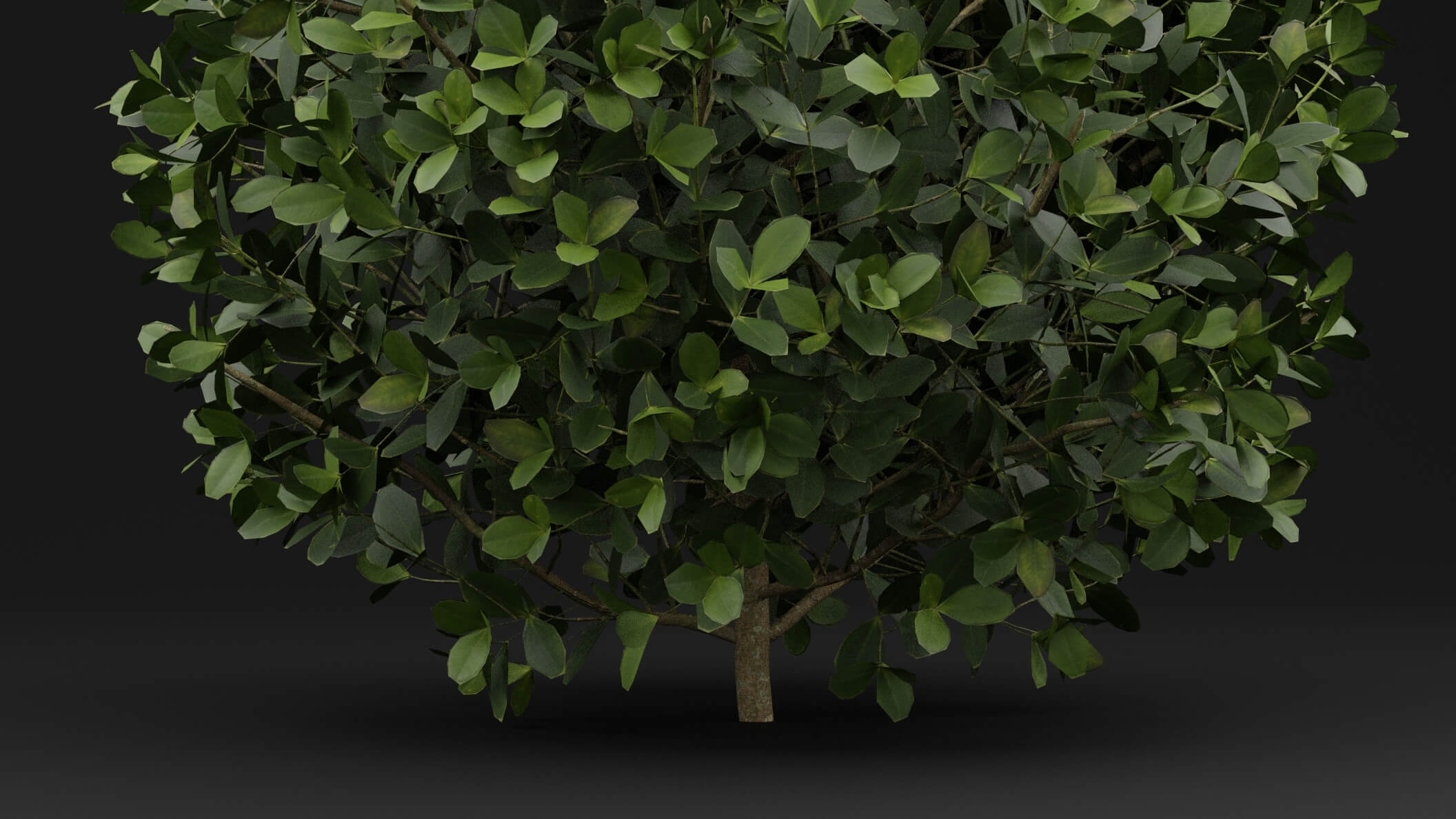 Buxus Sempervirens Plant - 3D Model by Green Lander
