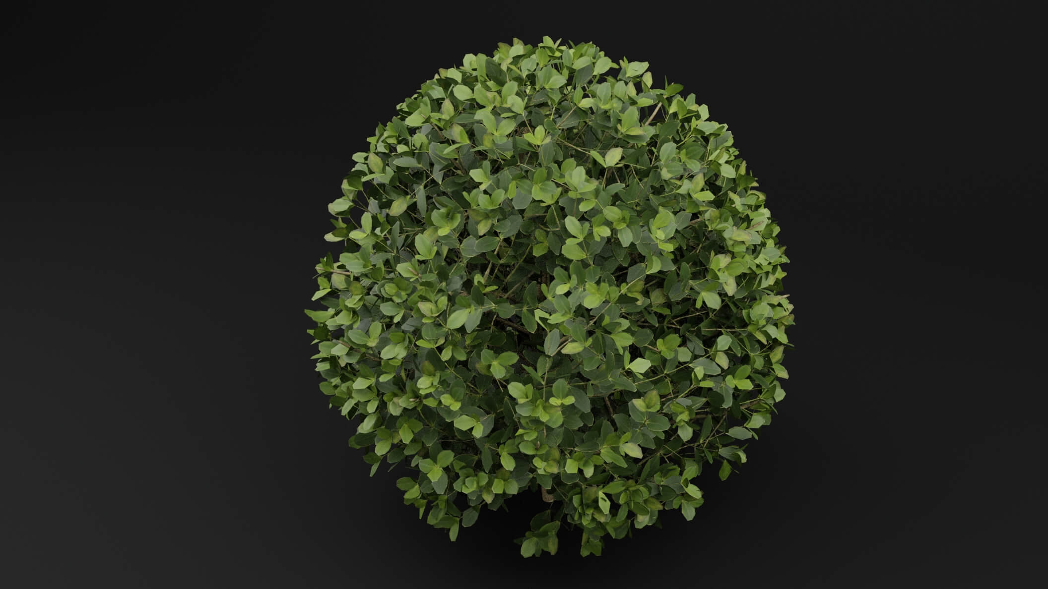 Buxus Sempervirens Plant - 3D Model by Green Lander