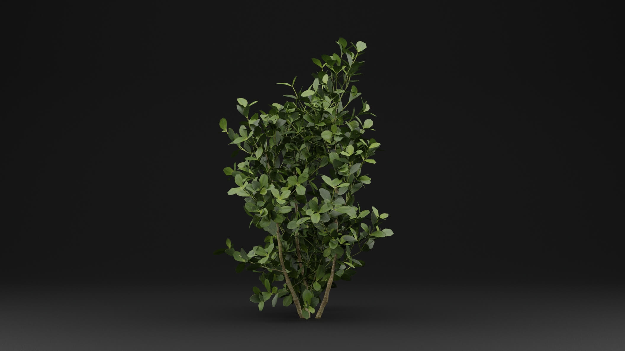 Buxus Sempervirens Plant - 3D Model by Green Lander