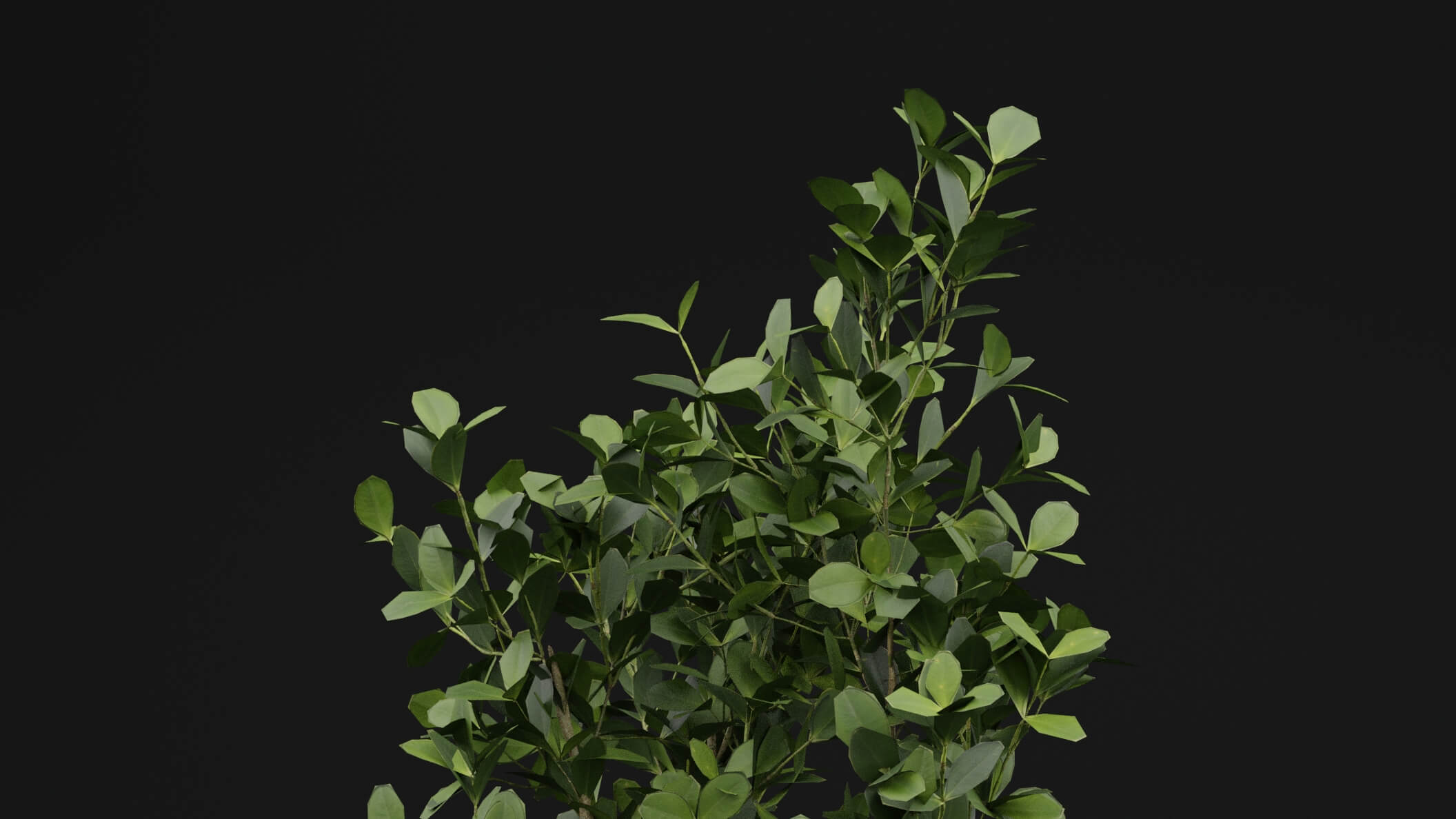 Buxus Sempervirens Plant - 3D Model by Green Lander