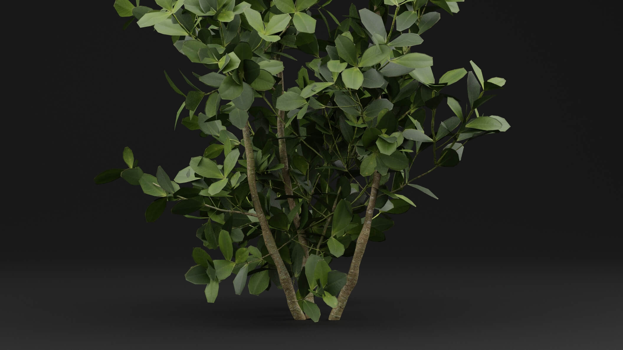 Buxus Sempervirens Plant - 3D Model by Green Lander