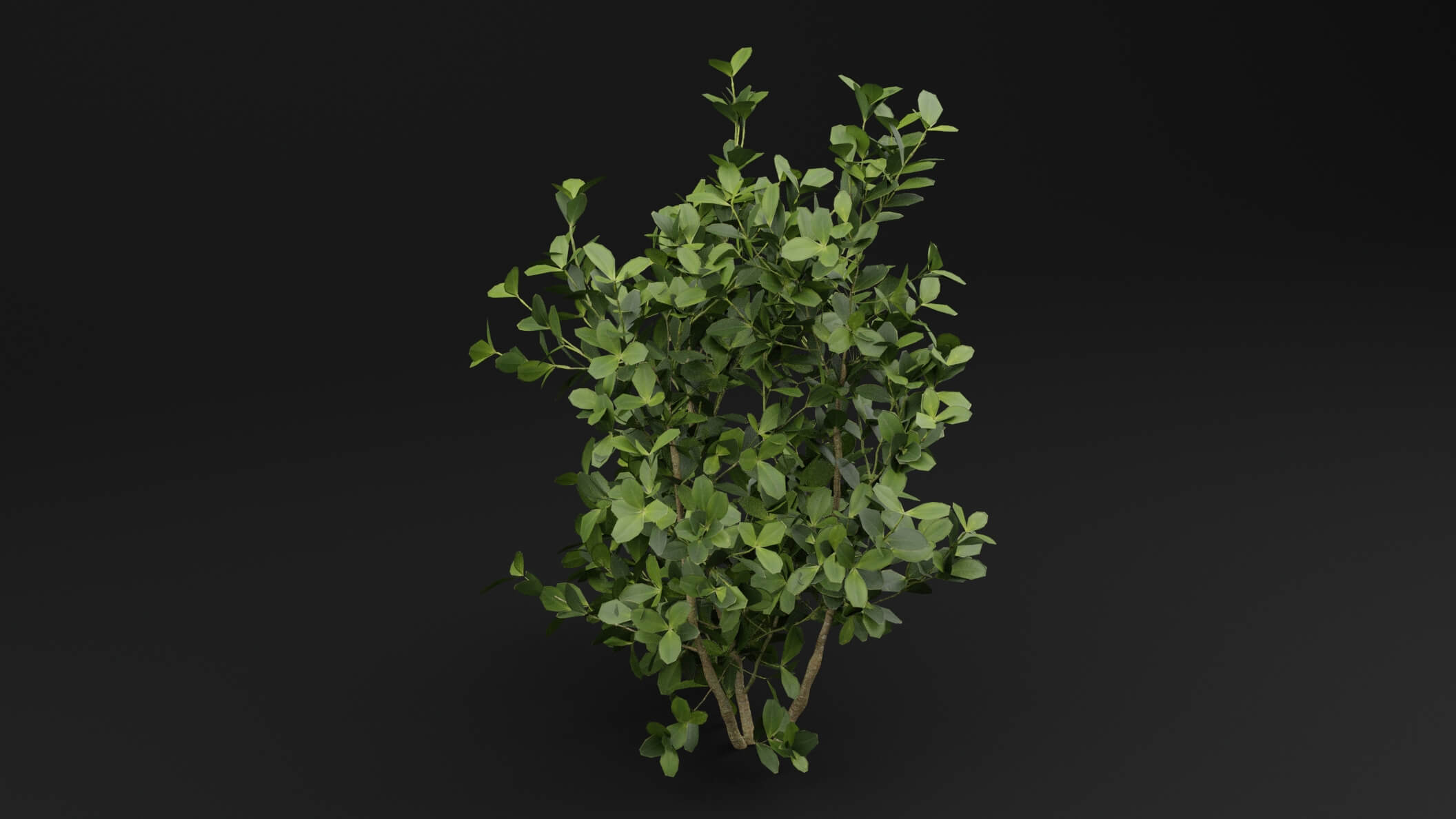 Buxus Sempervirens Plant - 3D Model by Green Lander