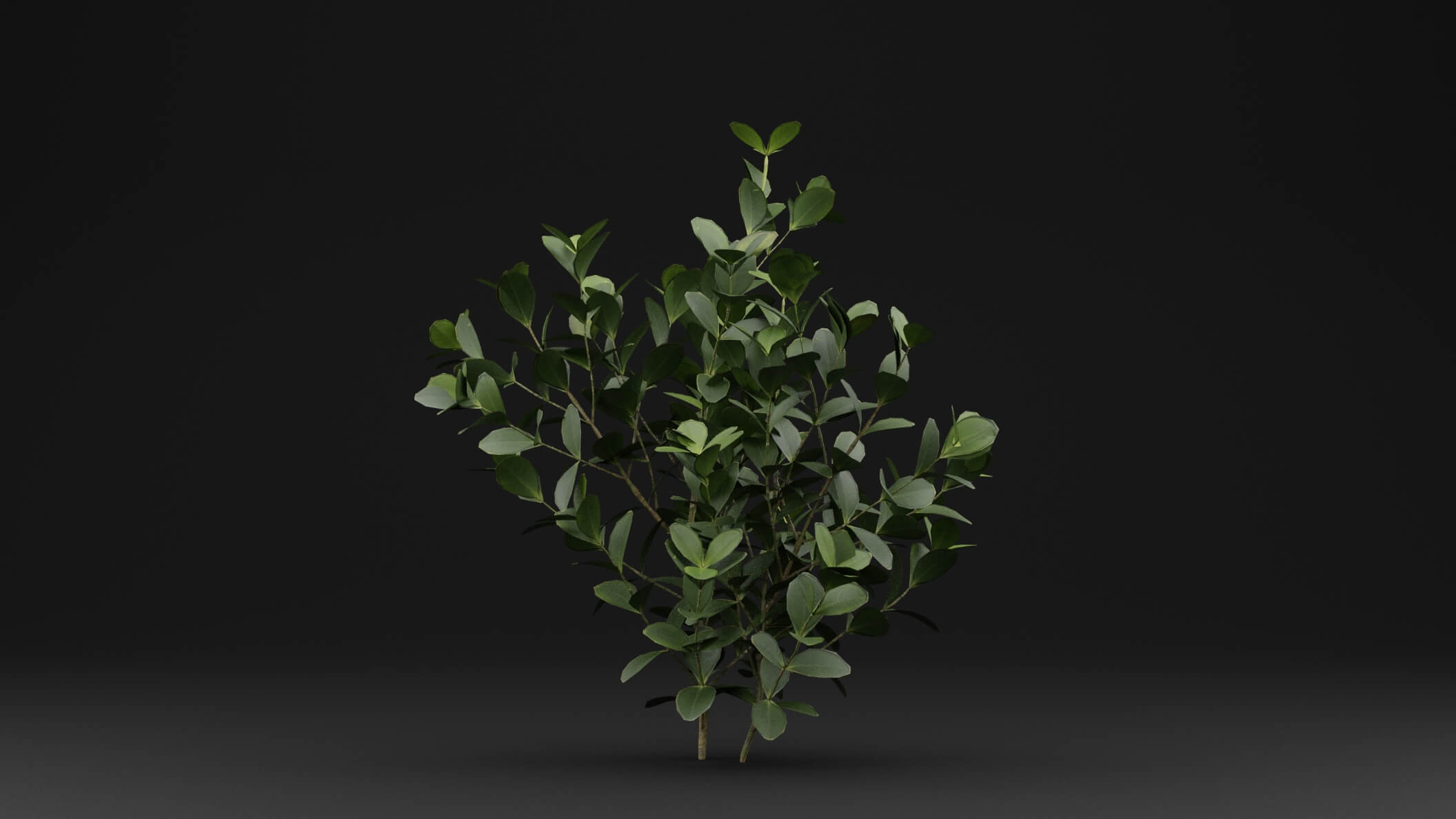 Buxus Sempervirens Plant - 3D Model by Green Lander
