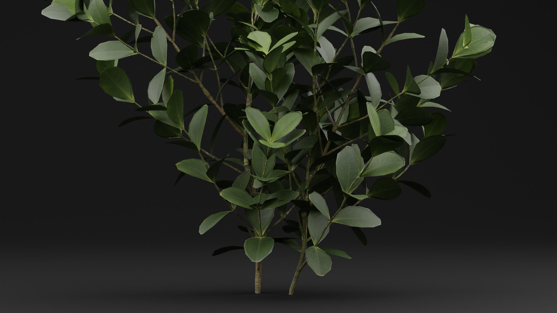 Buxus Sempervirens Plant - 3D Model by Green Lander