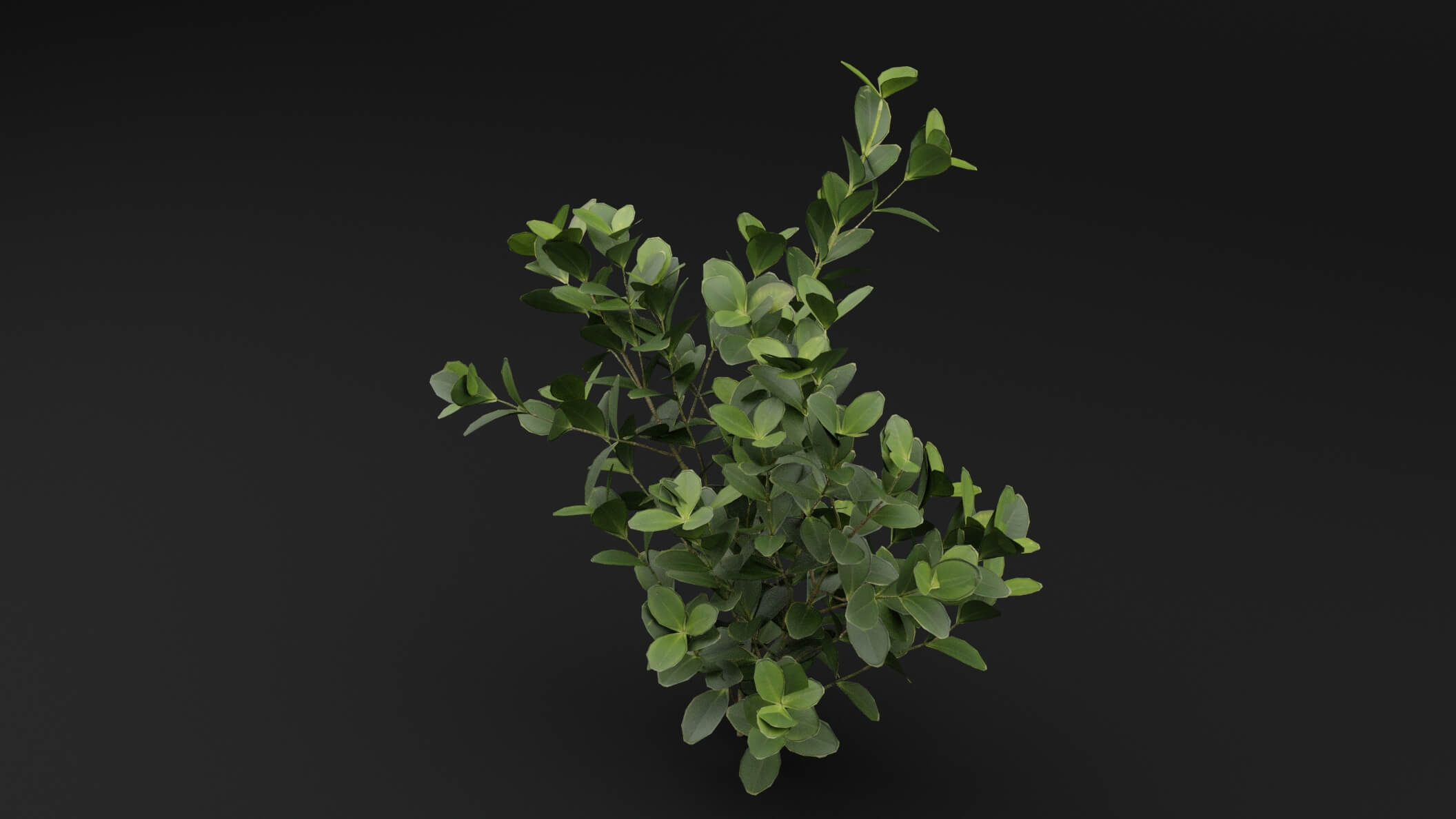 Buxus Sempervirens Plant - 3D Model by Green Lander