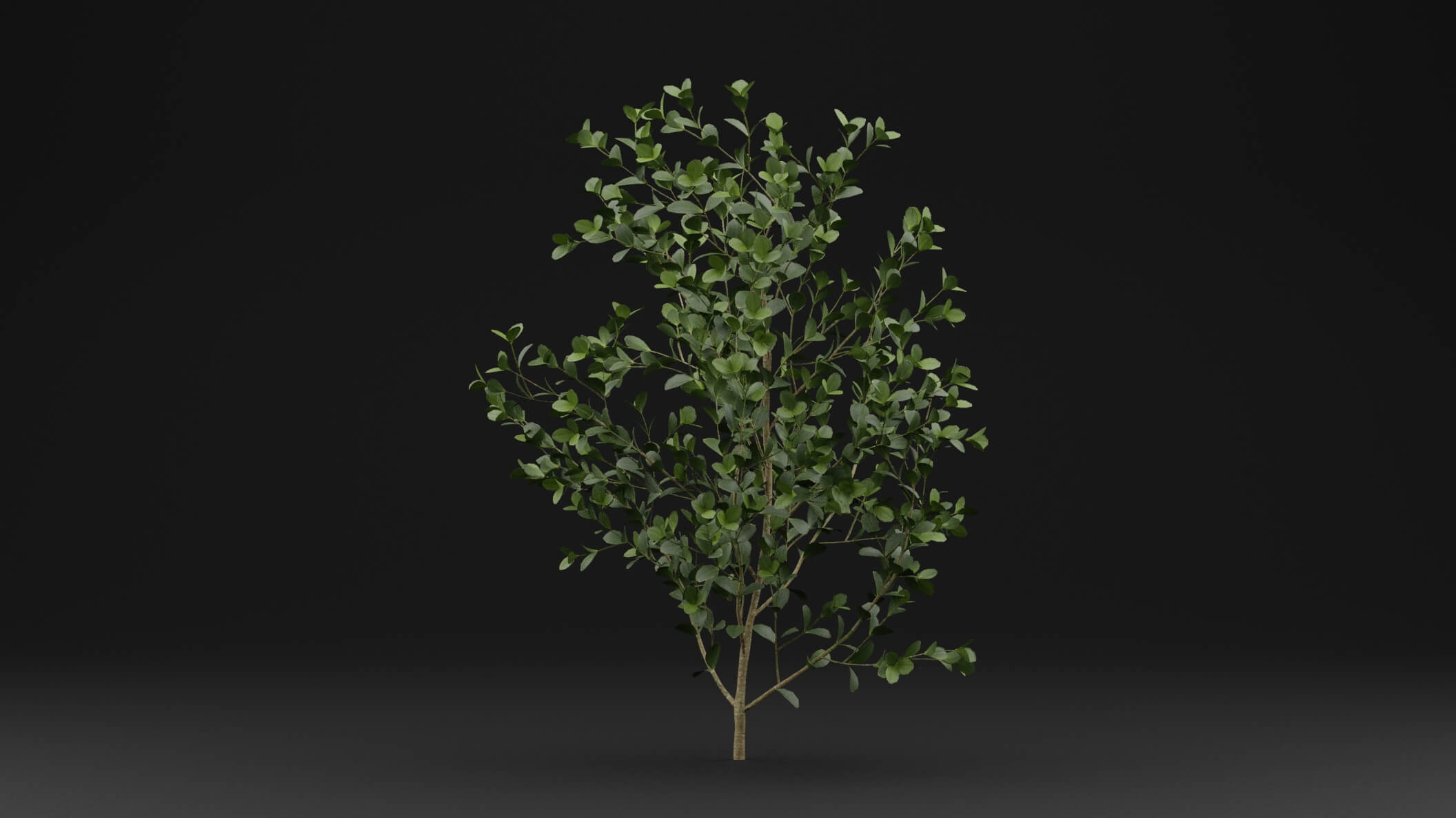 Buxus Sempervirens Plant - 3D Model by Green Lander