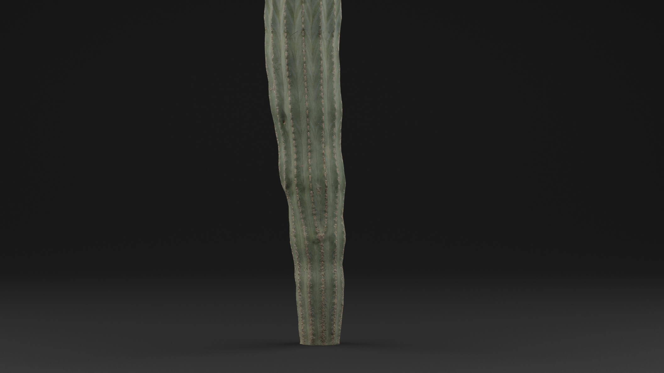 Cactus Plant - 3D Model by Green Lander