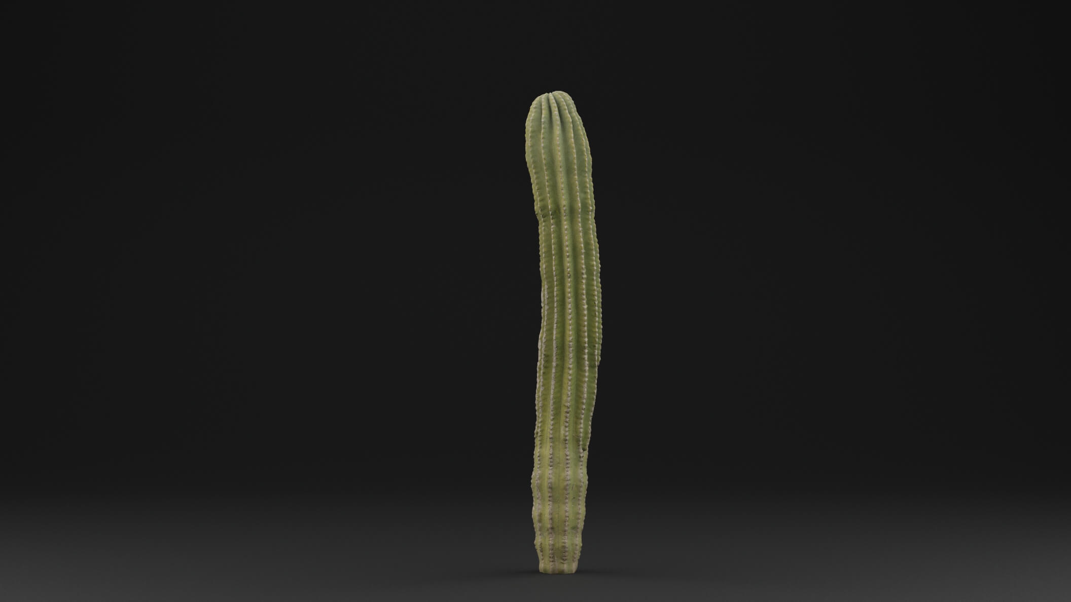 Cactus Plant - 3D Model by Green Lander