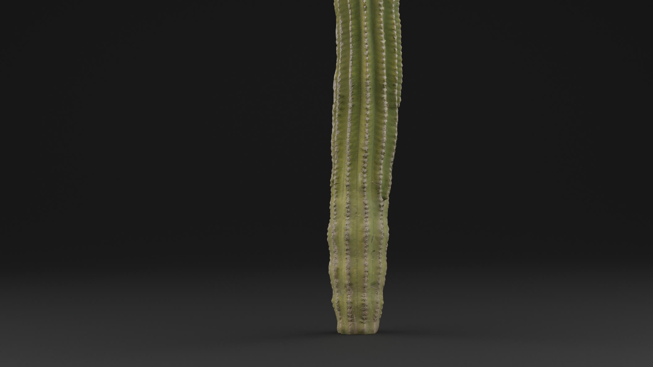 Cactus Plant - 3D Model by Green Lander