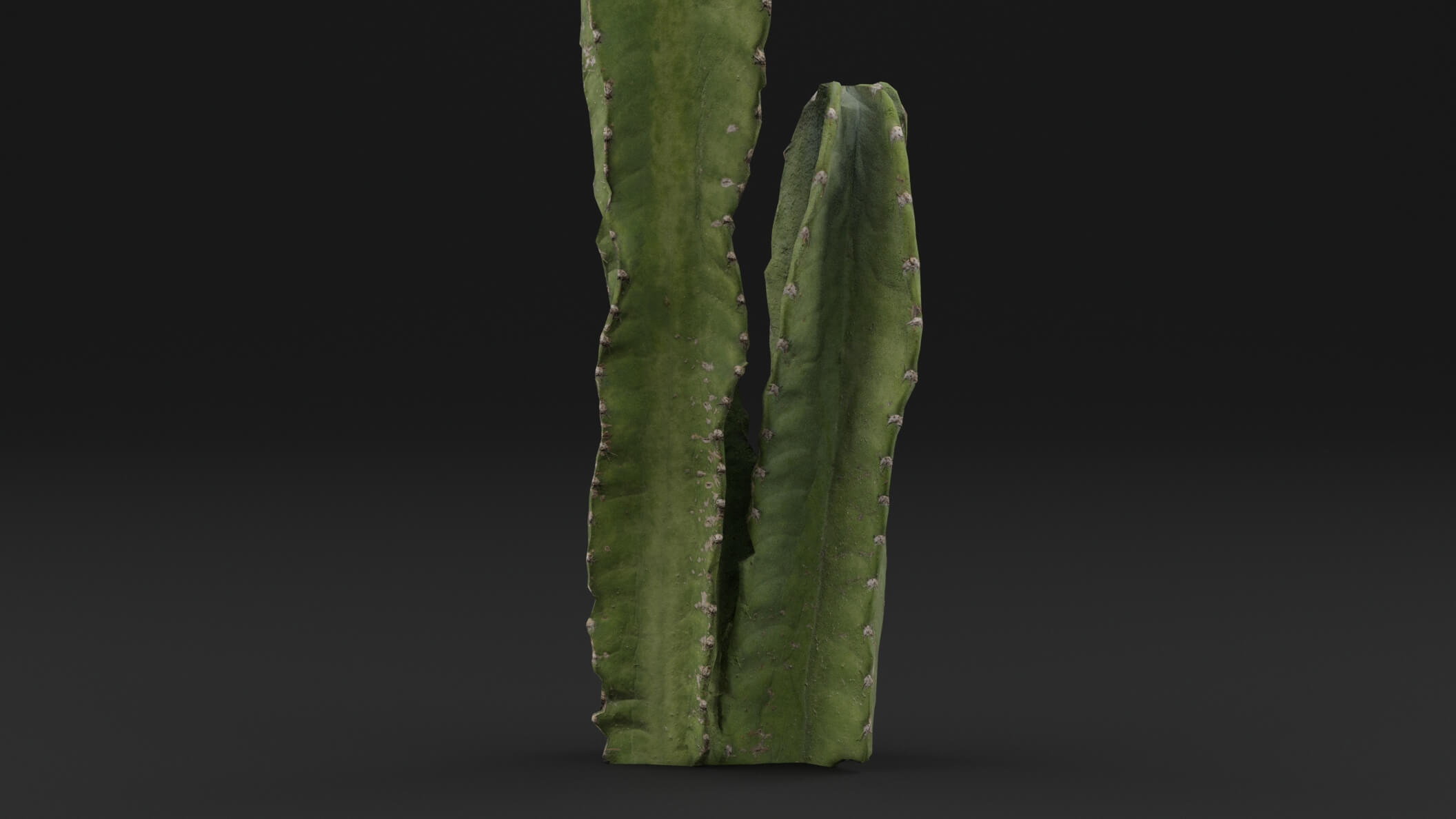 Cactus Plant - 3D Model by Green Lander