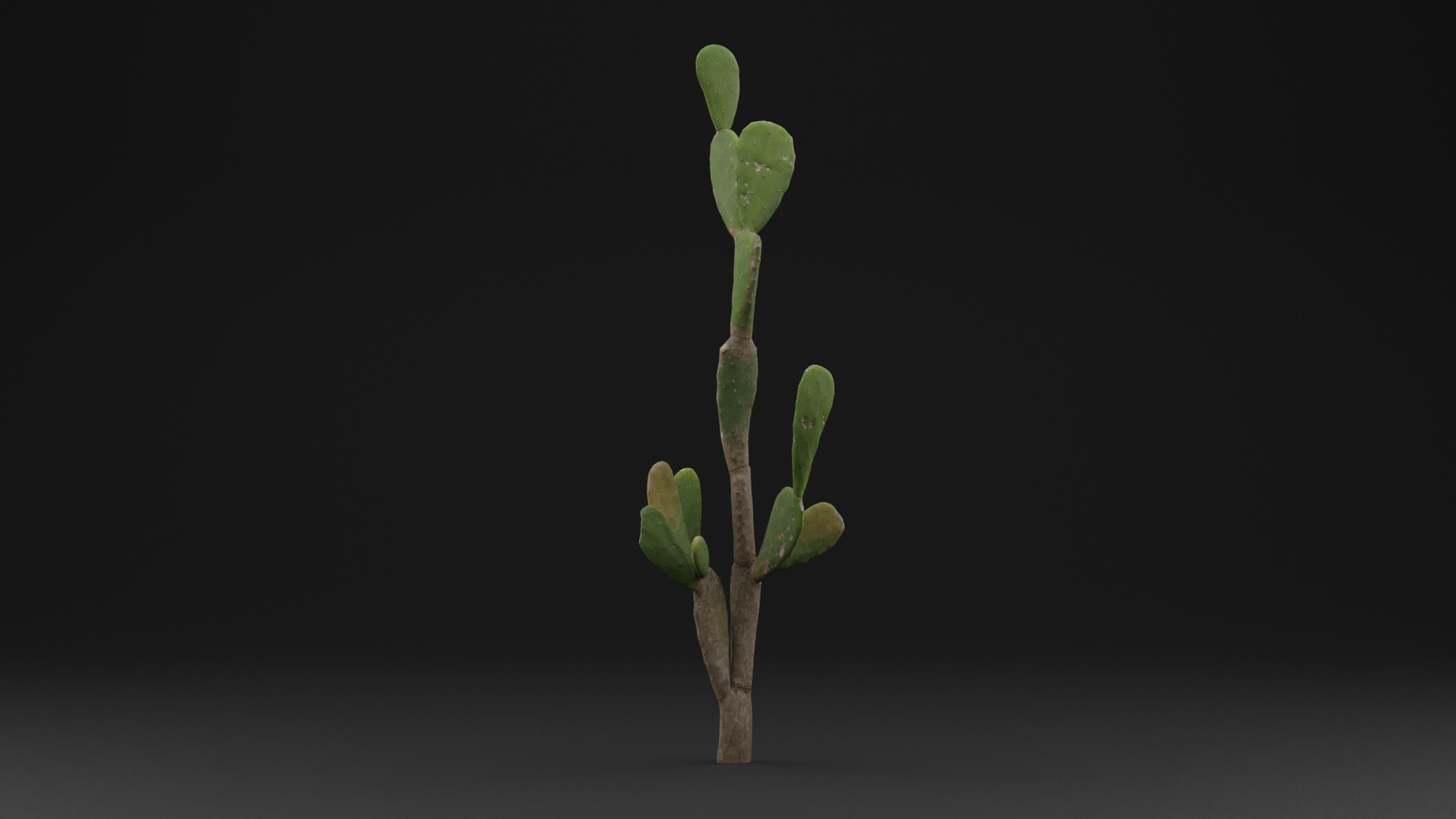 Cactus Plant - 3D Model by Green Lander