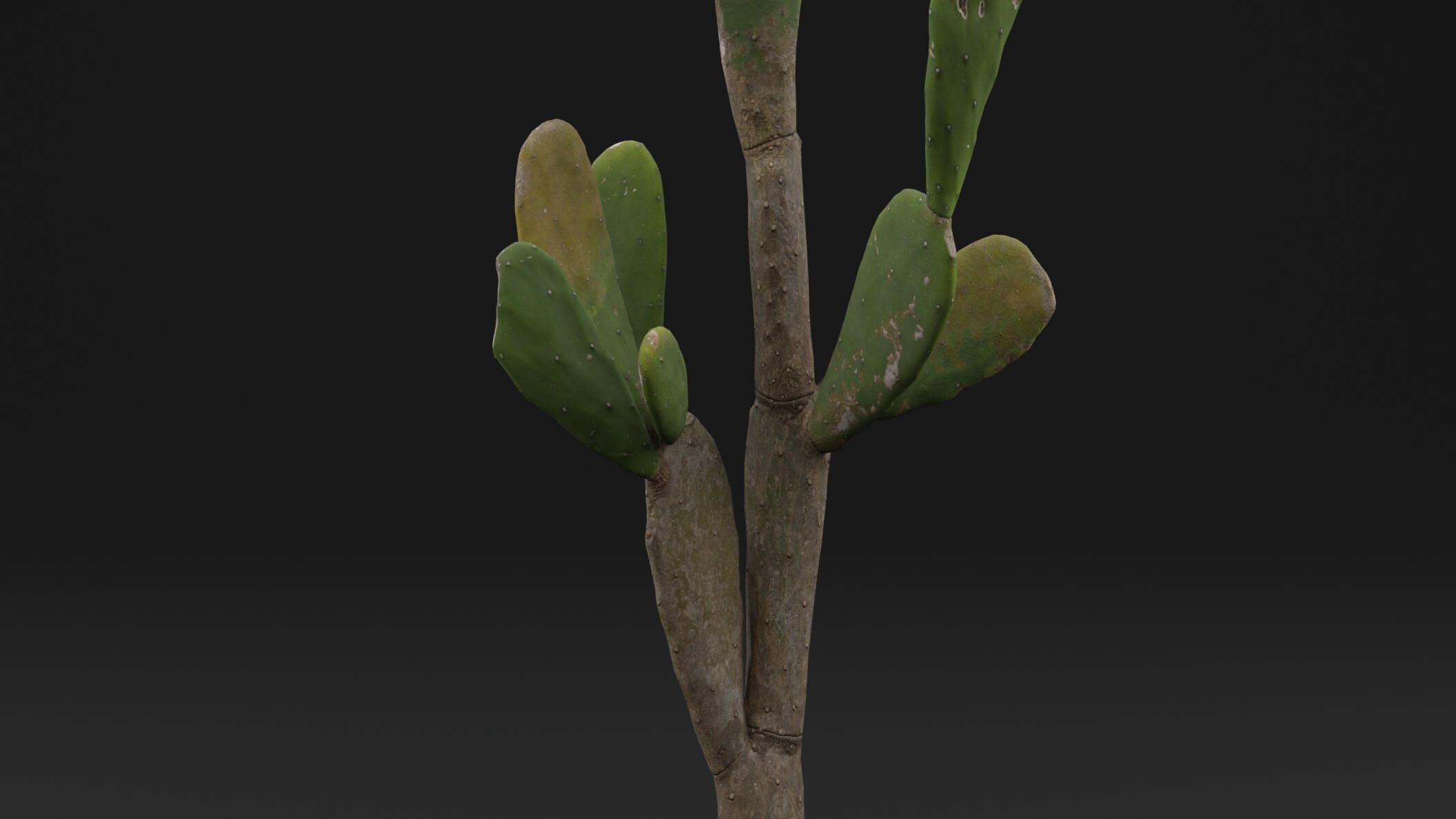 Cactus Plant - 3D Model by Green Lander