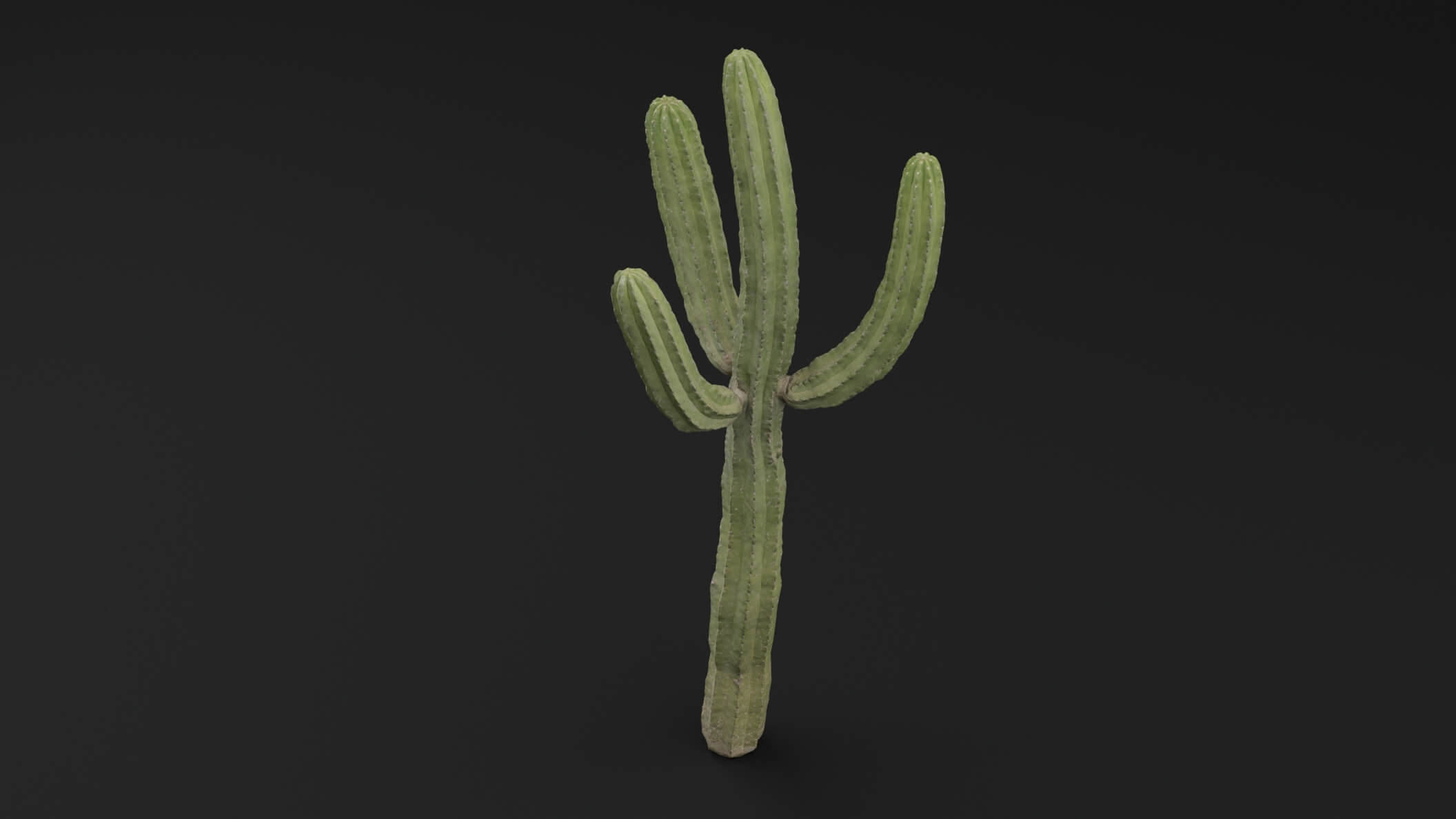 Cactus Plant - Free 3D Model by Green Lander