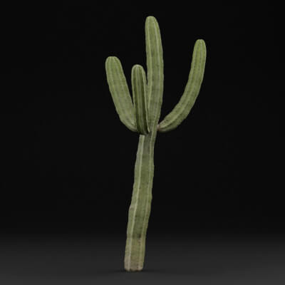 Free 3D Models | Plants | Cactus | RenderHub