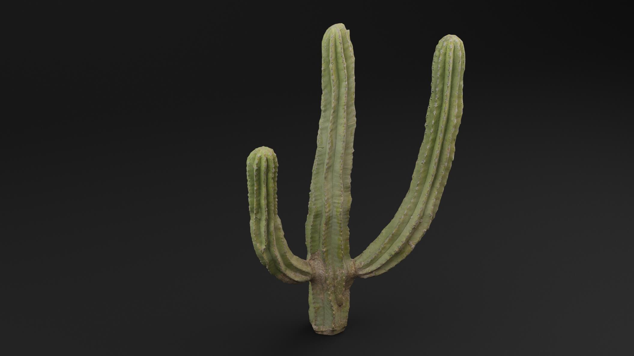 Cactus Plant - 3D Model by Green Lander