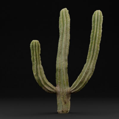 Cactus Plant - 3D Model by Green Lander