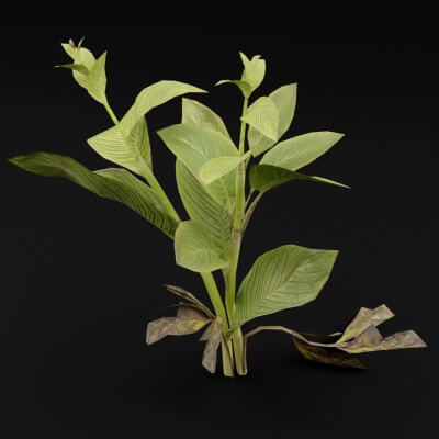 Canna Lily Plant - 3D Model by Green Lander