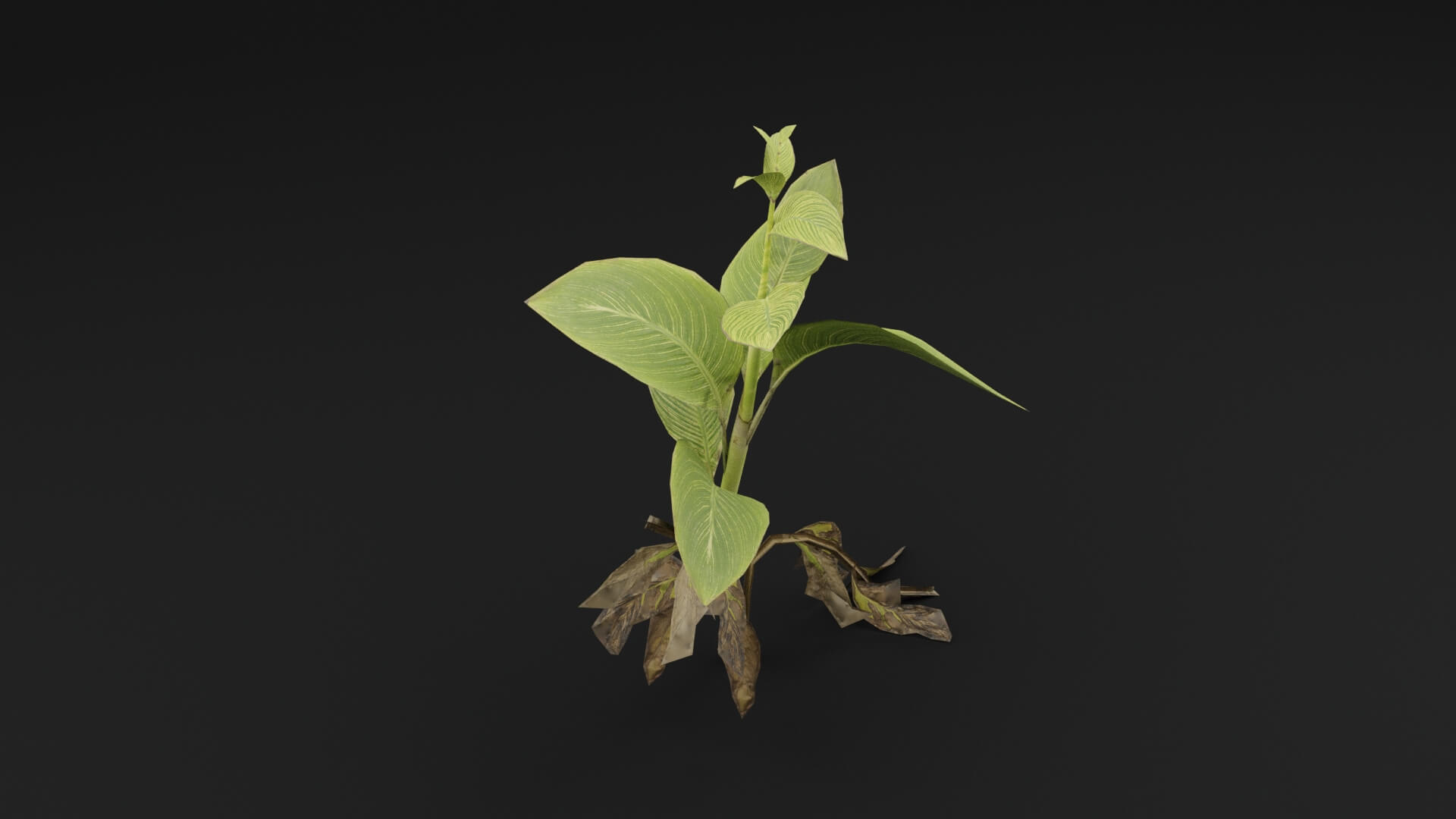 Canna Lily Plant - 3D Model by Green Lander