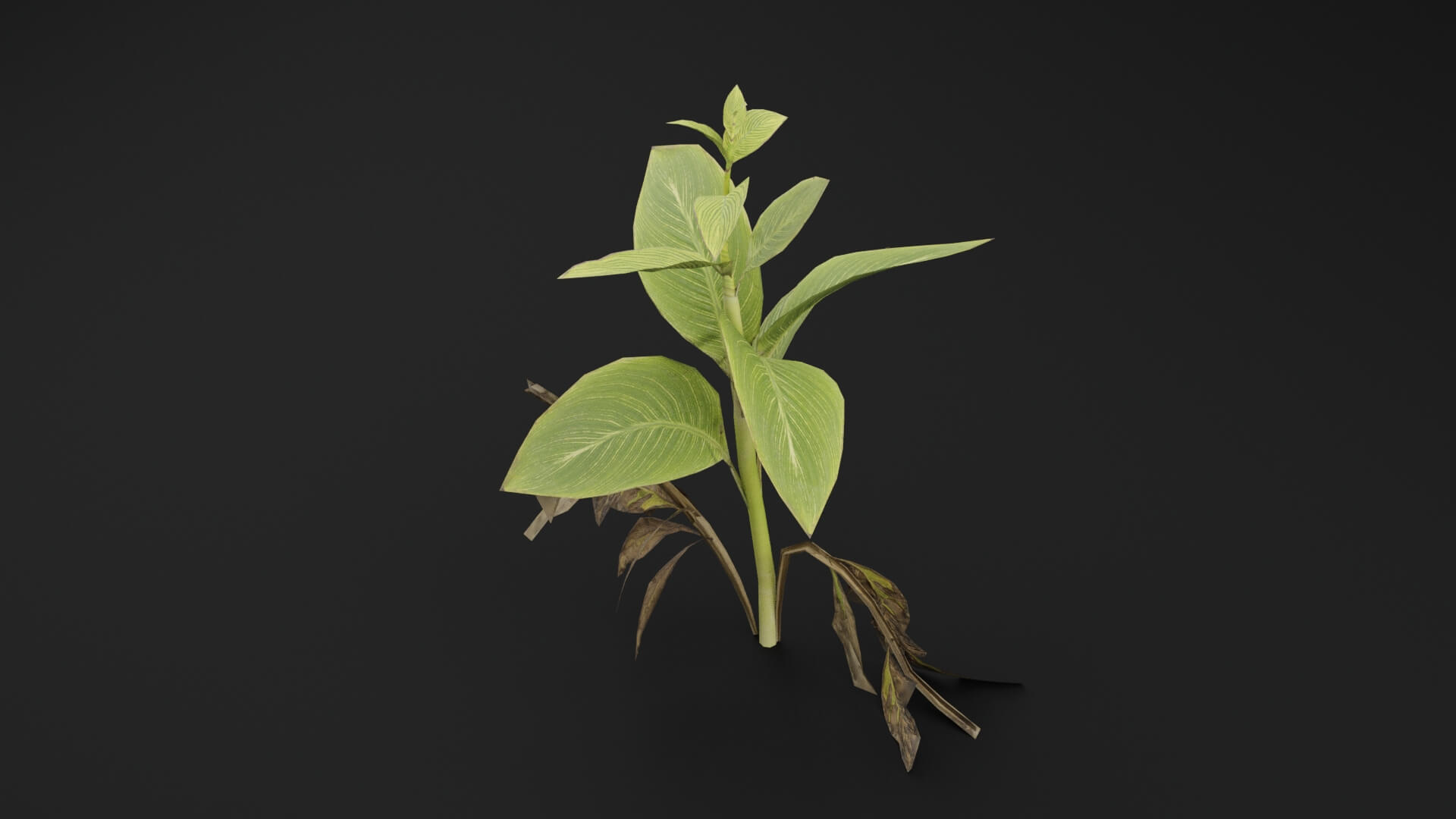 Canna Lily Plant - 3D Model by Green Lander