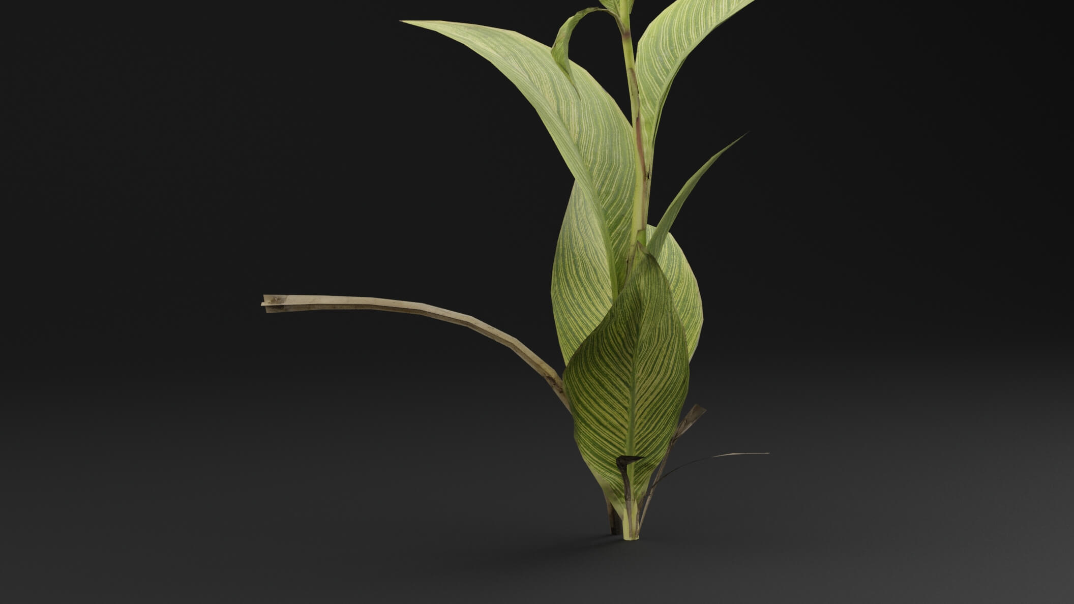 Canna Lily Plant - 3D Model by Green Lander
