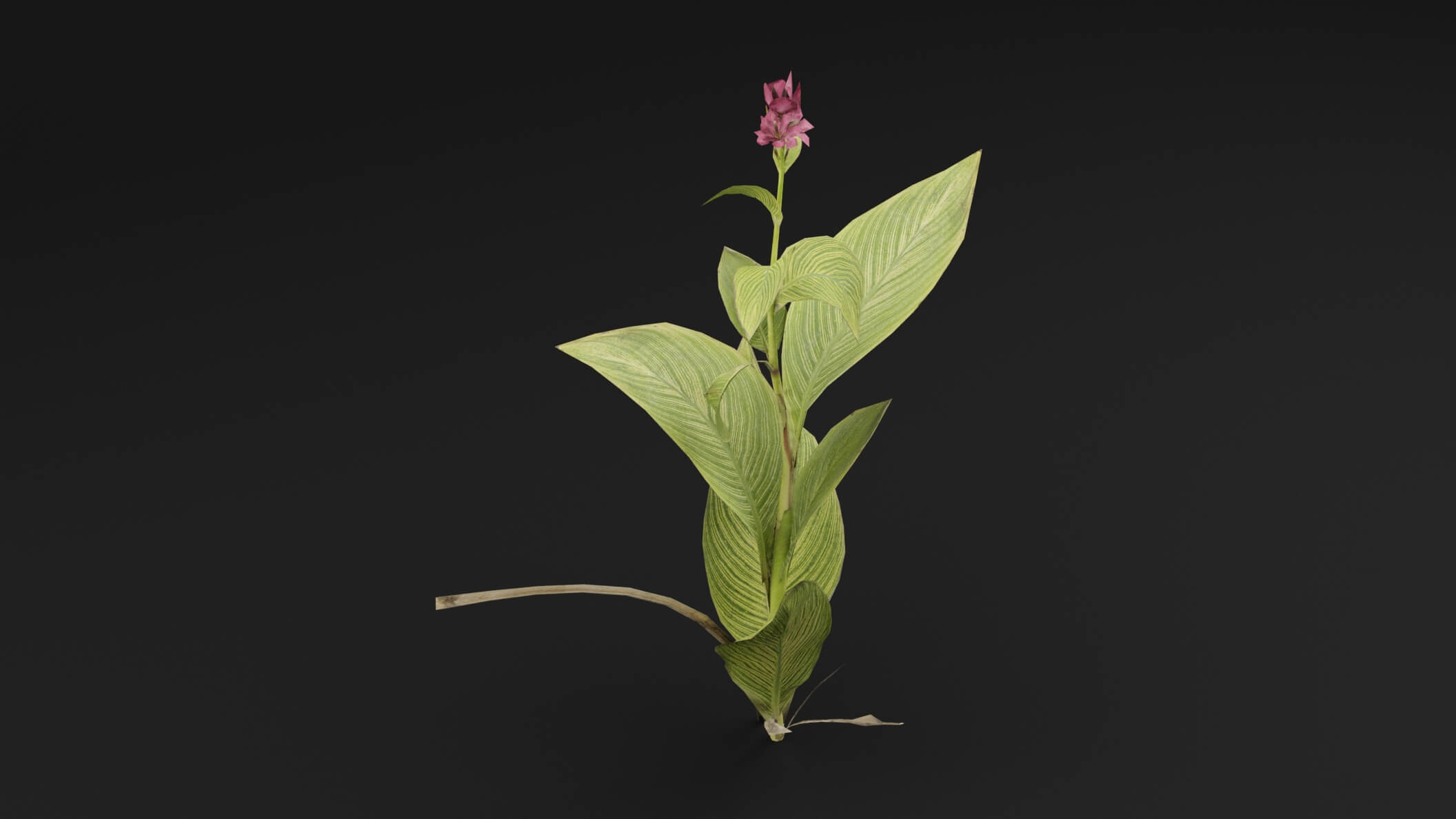 Canna Lily Plant - 3D Model by Green Lander