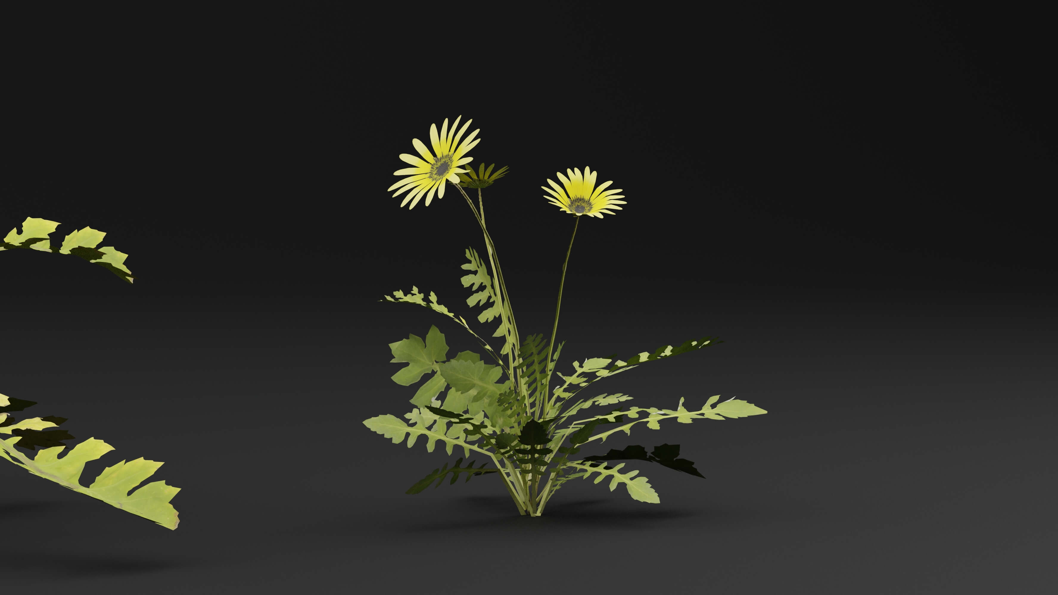 Cape Dandelion Plant - 3D Model by Green Lander