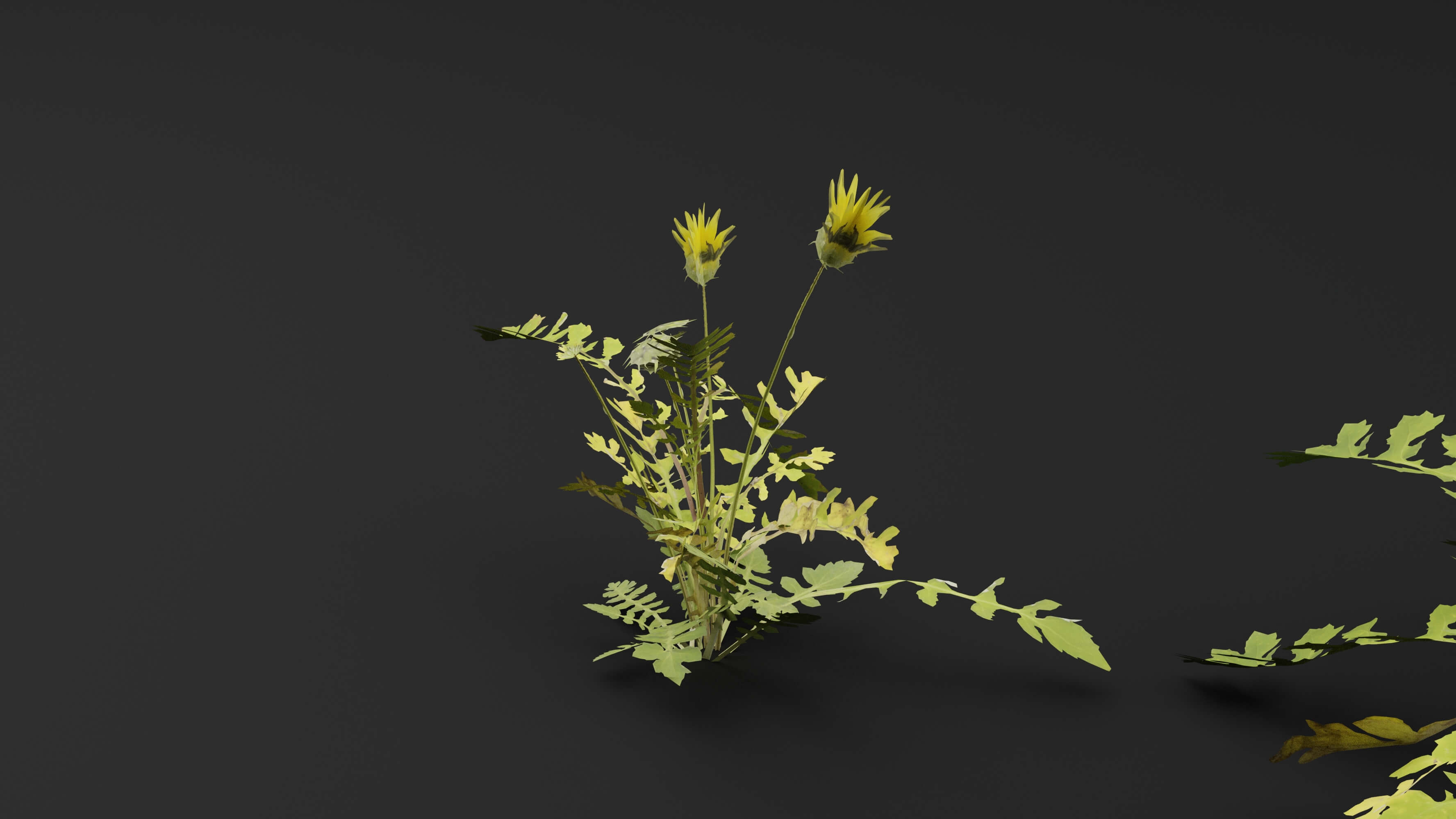 Cape Dandelion Plant - 3D Model by Green Lander