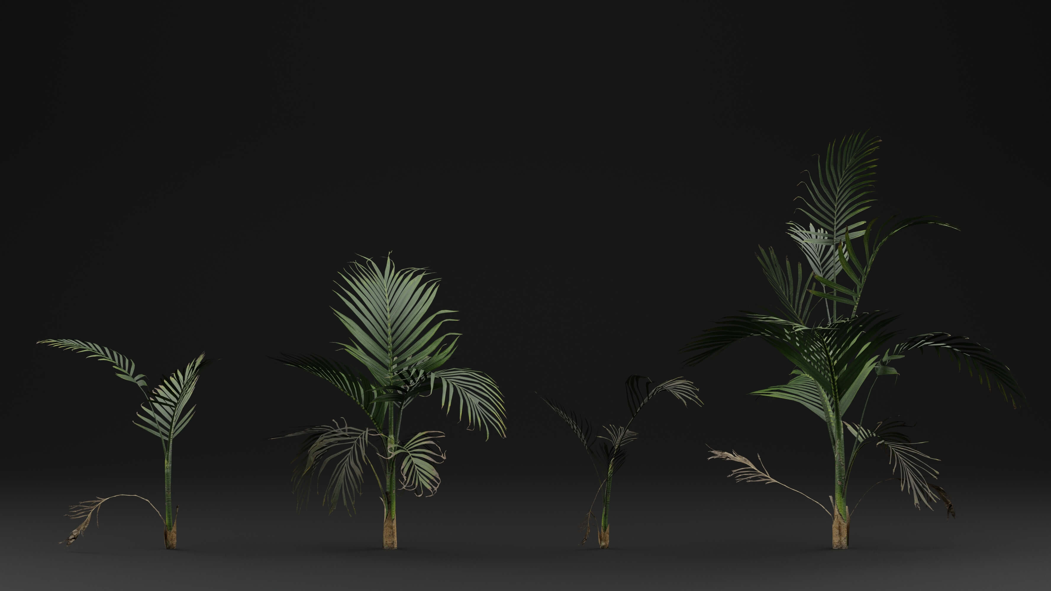 Cascade Palm Plant - 3D Model by Green Lander