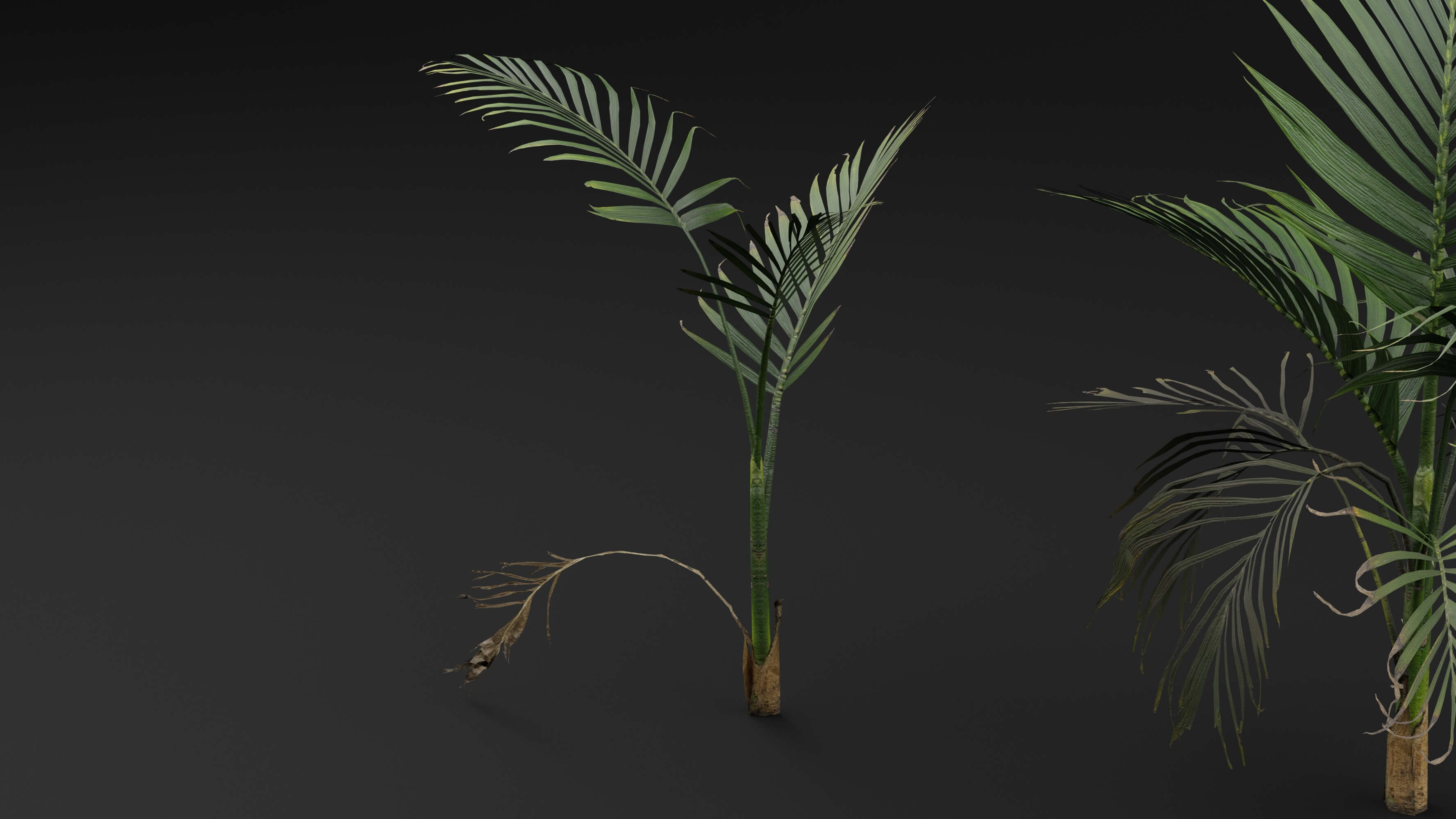 Cascade Palm Plant - 3D Model by Green Lander
