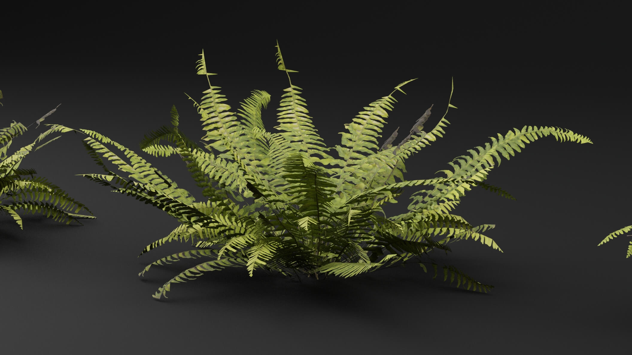 Classic Fern Plant - 3D Model by Green Lander