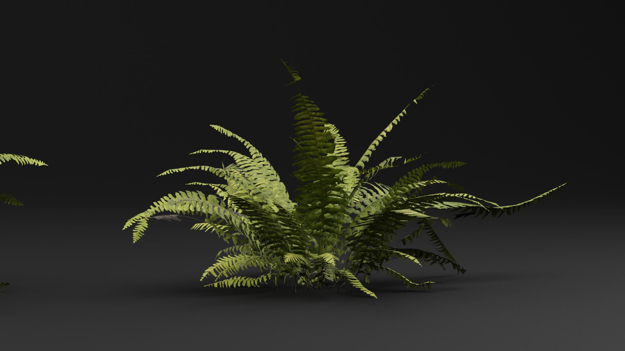 Classic Fern Plant - 3D Model by Green Lander