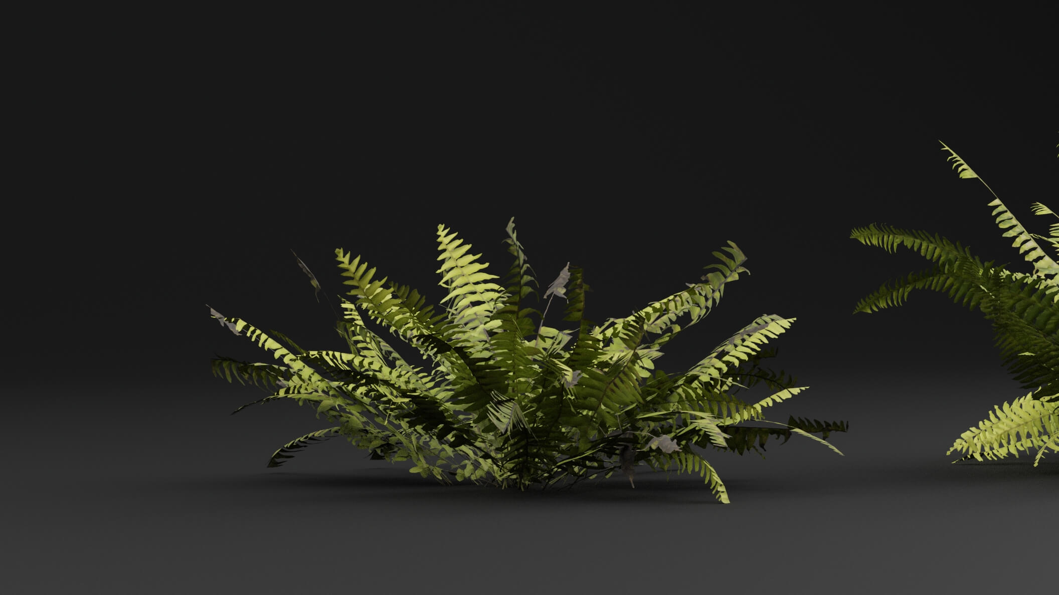 Classic Fern Plant - 3D Model by Green Lander