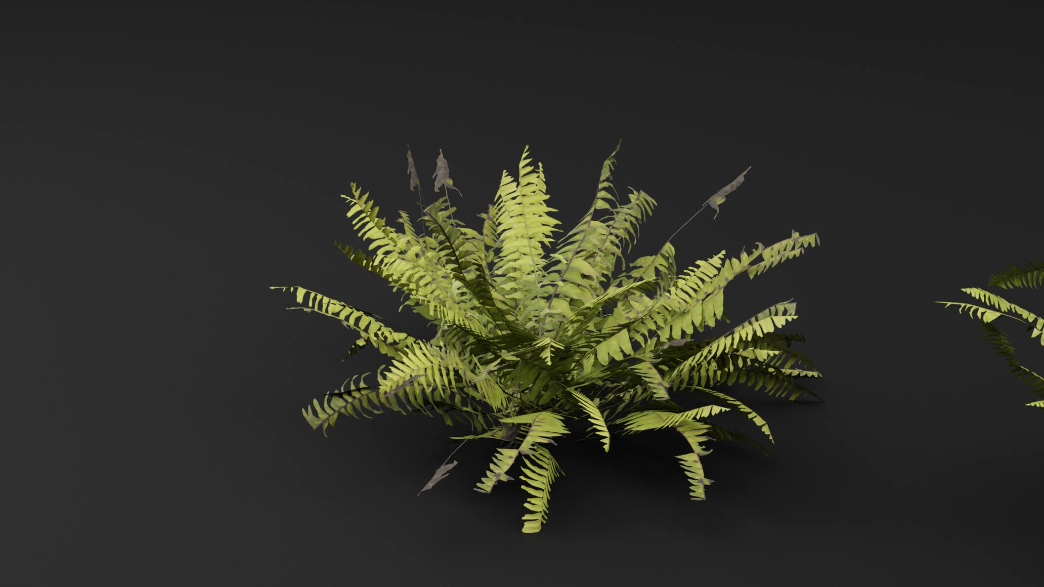 Classic Fern Plant - 3D Model by Green Lander