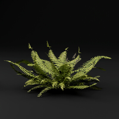 Classic Fern Plant - 3D Model by Green Lander