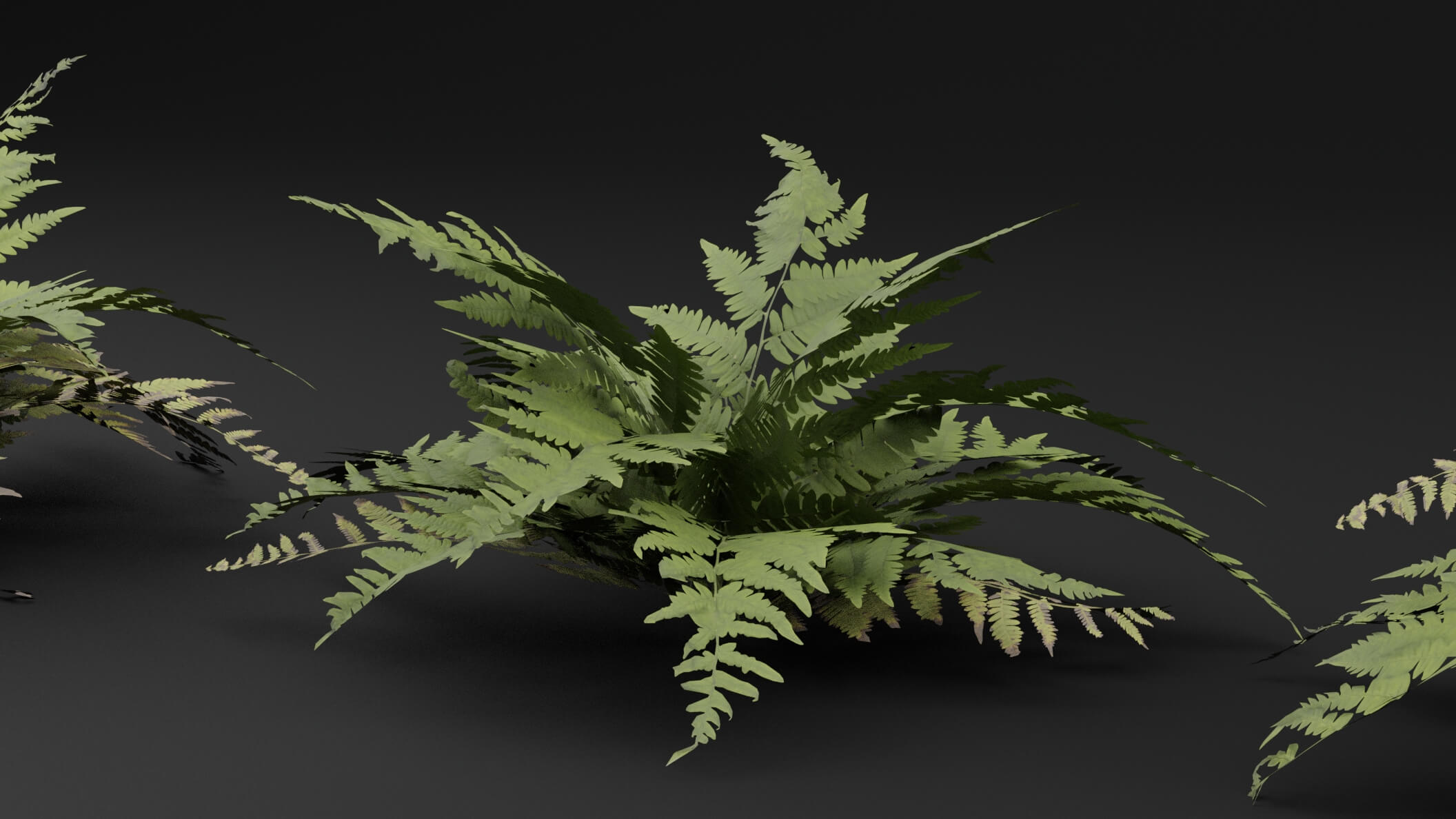 Classic Fern Plant - 3D Model by Green Lander