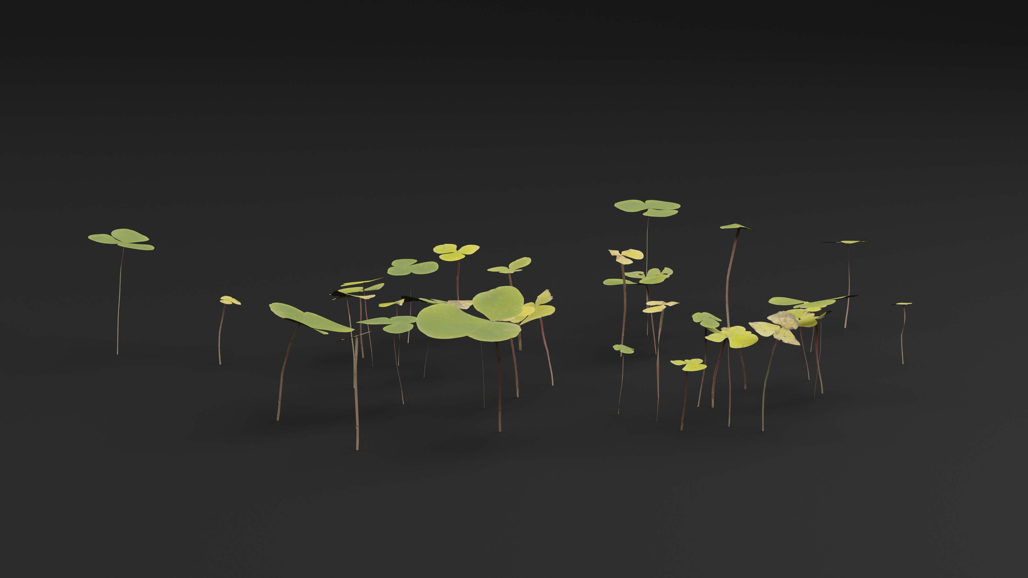 Clovers Plant - 3D Model by Green Lander