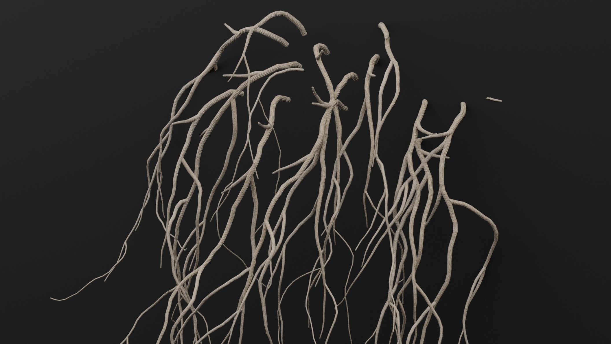 Cocculus Hirsutus Plant - 3D Model by Green Lander