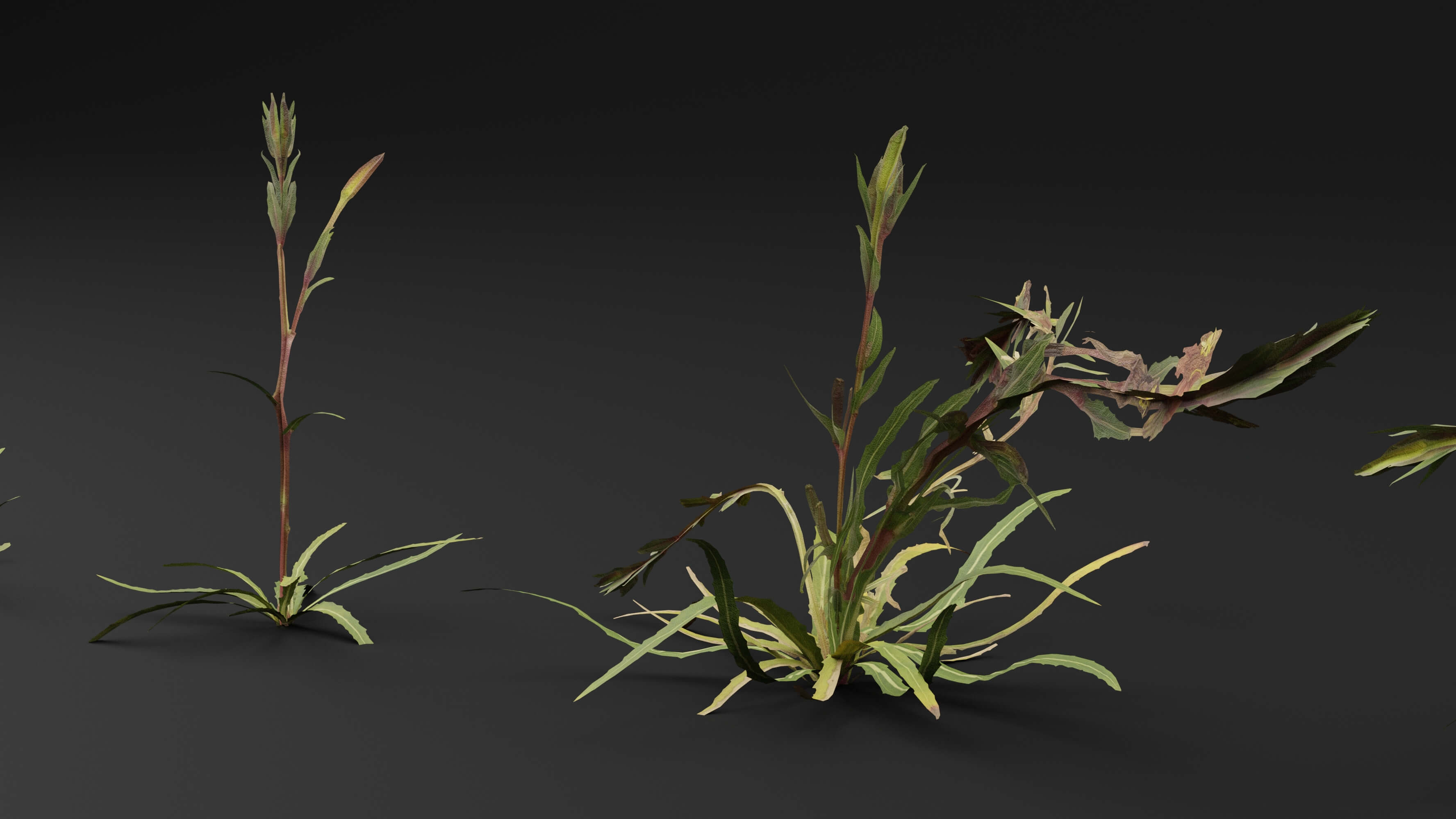 Common Evening-Primrose Plant 3D Model by Green Lander