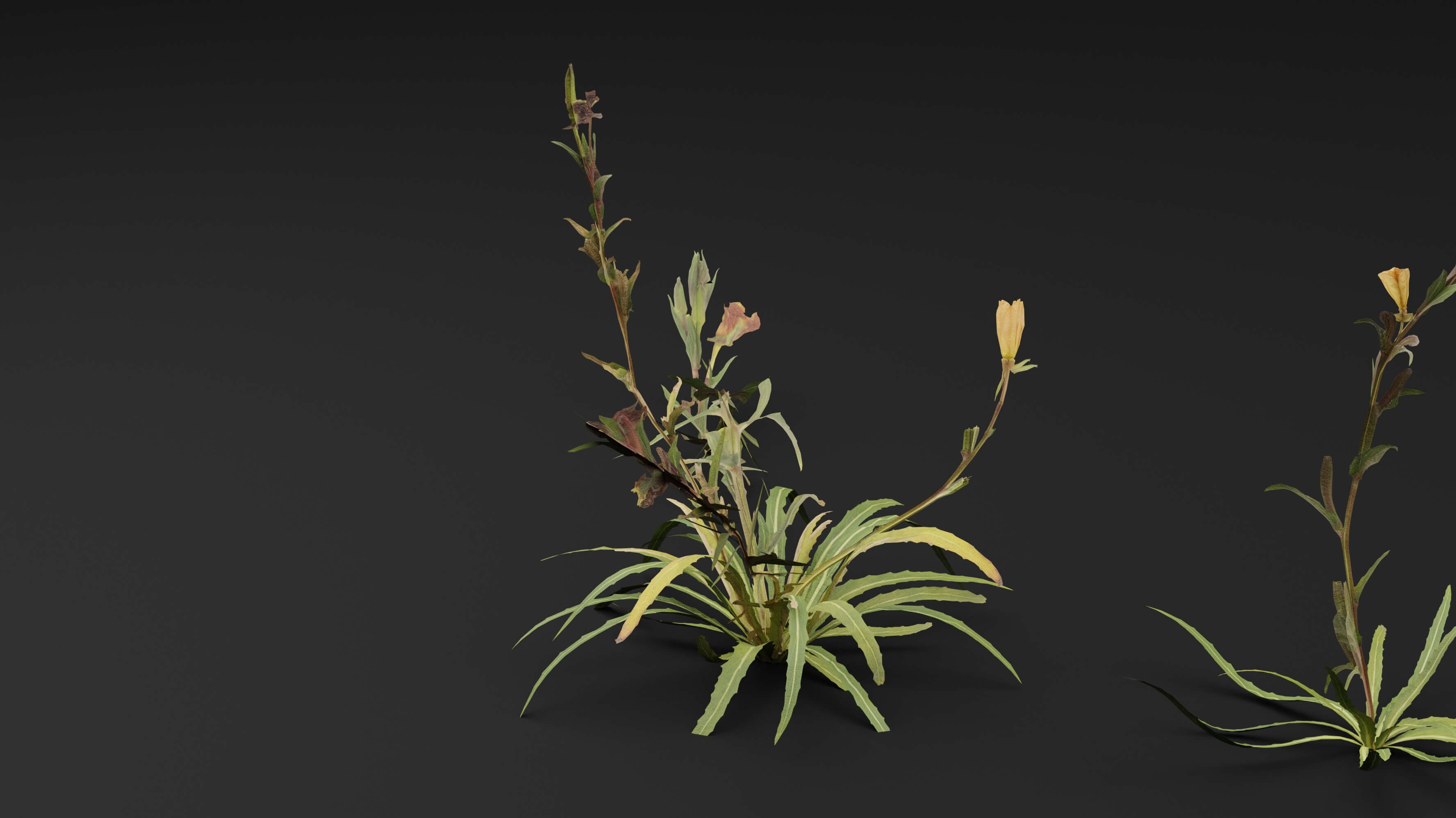 Common Evening-Primrose Plant 3D Model by Green Lander