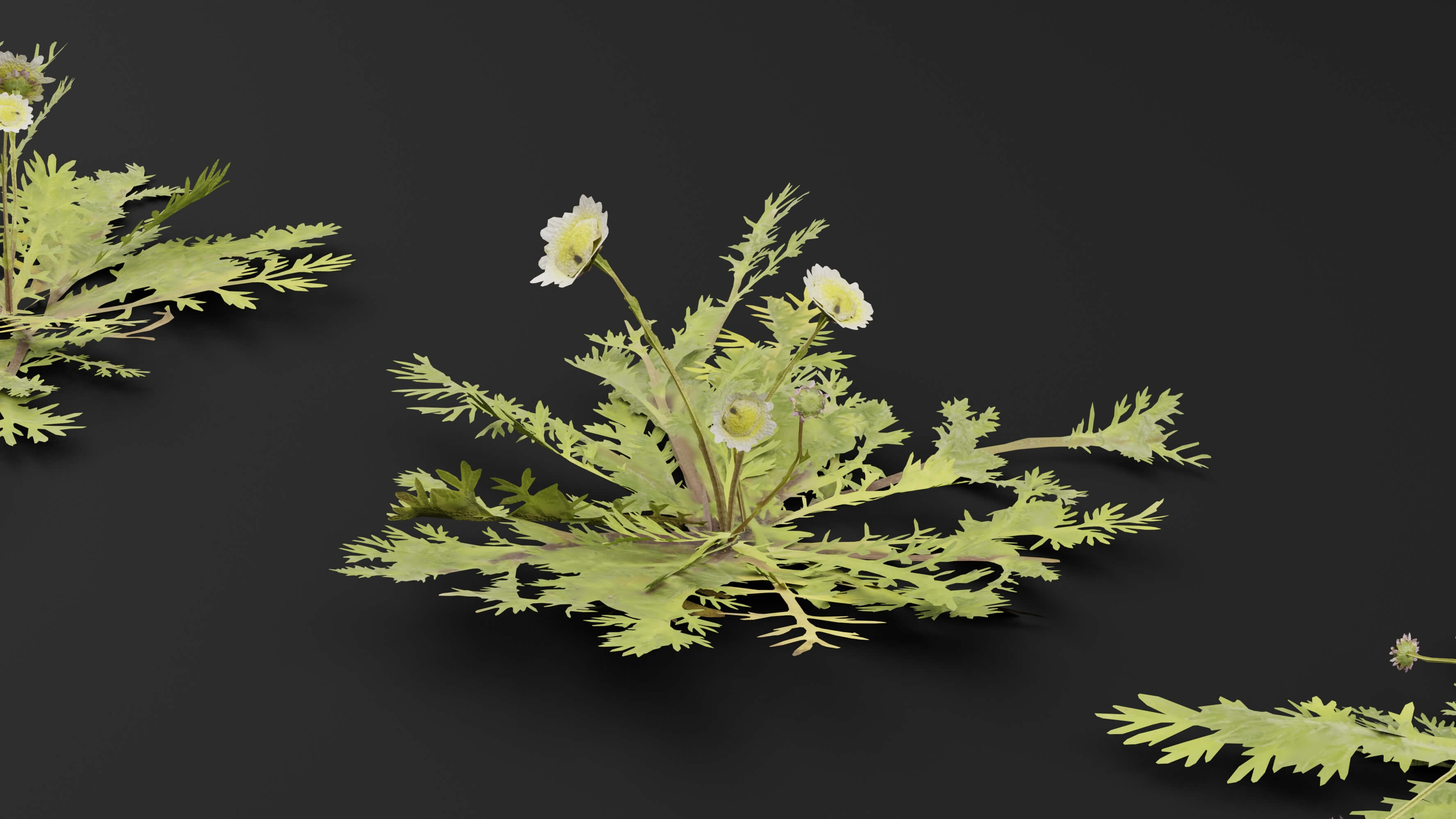 Cotula Turbinata Plant - 3D Model by Green Lander