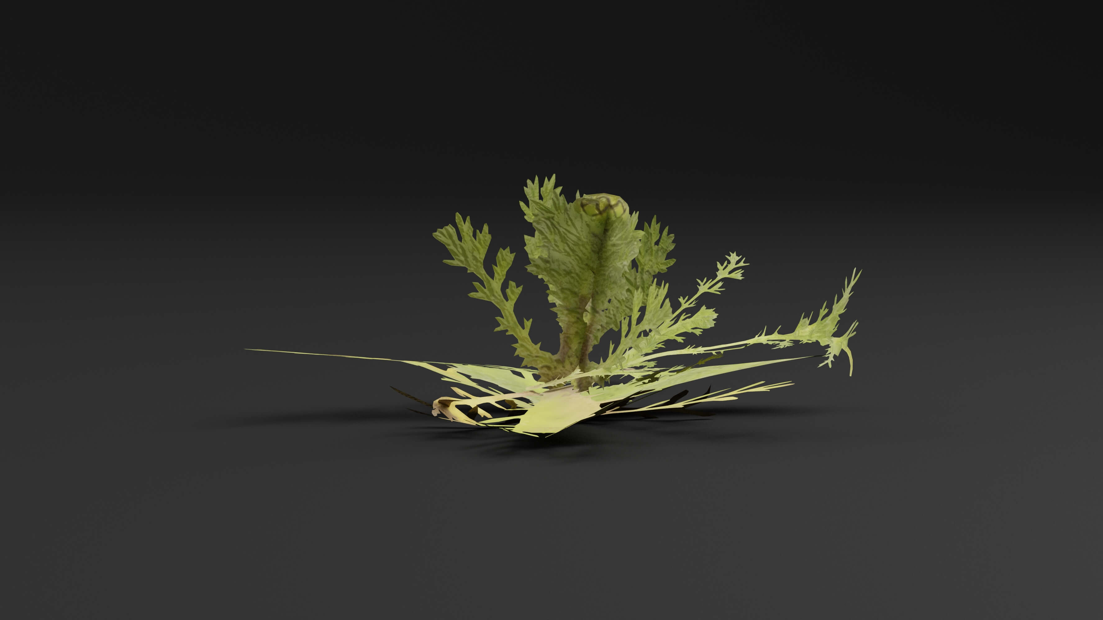 Cotula Turbinata Plant - 3D Model by Green Lander