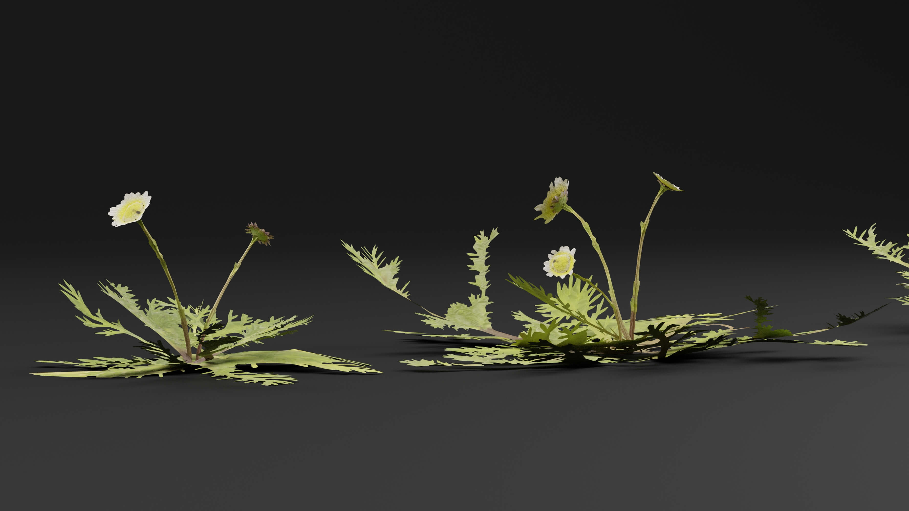 Cotula Turbinata Plant - 3D Model by Green Lander